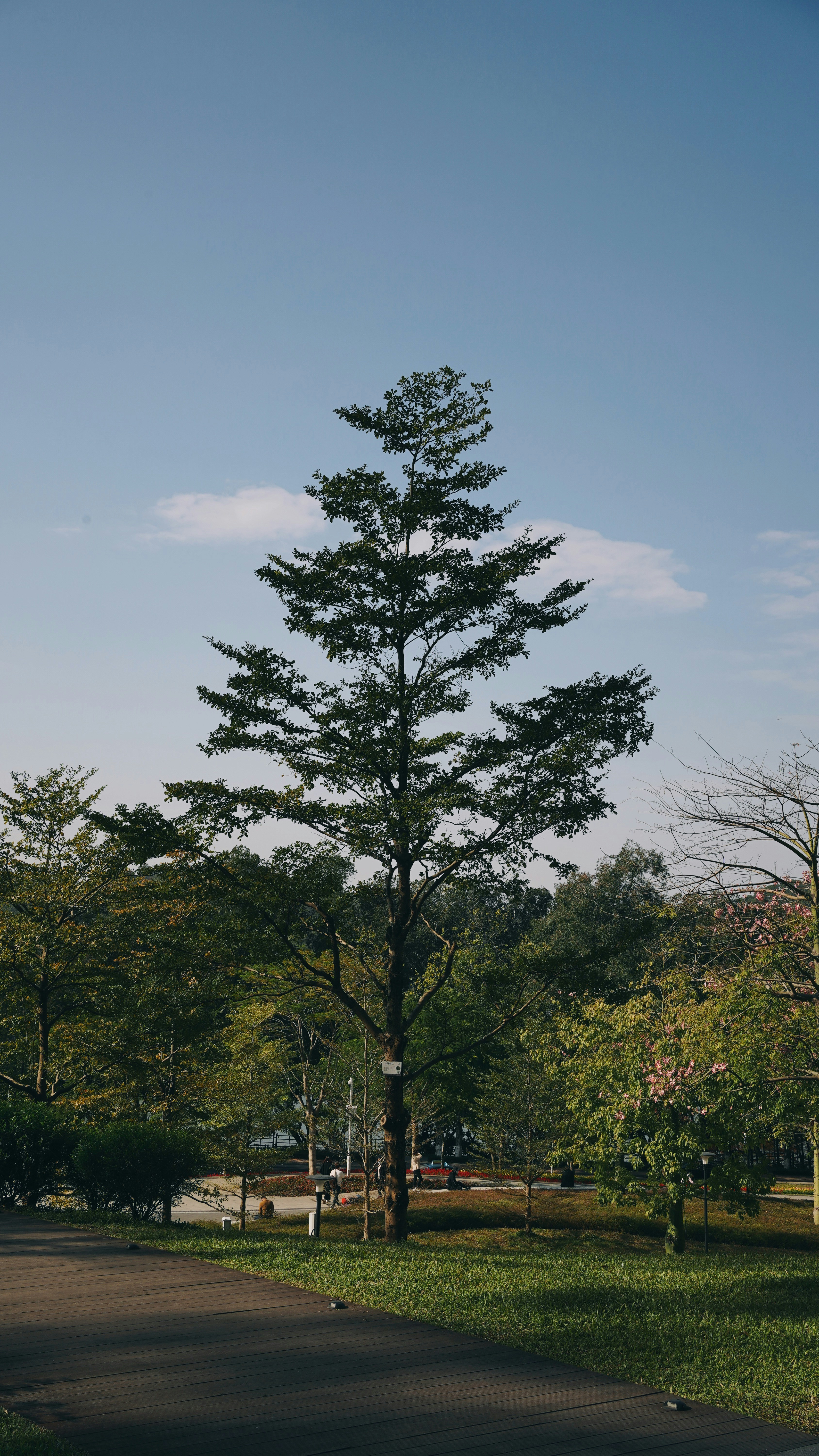 Skyward Sentinel: A lone park tree framing a calm afternoon