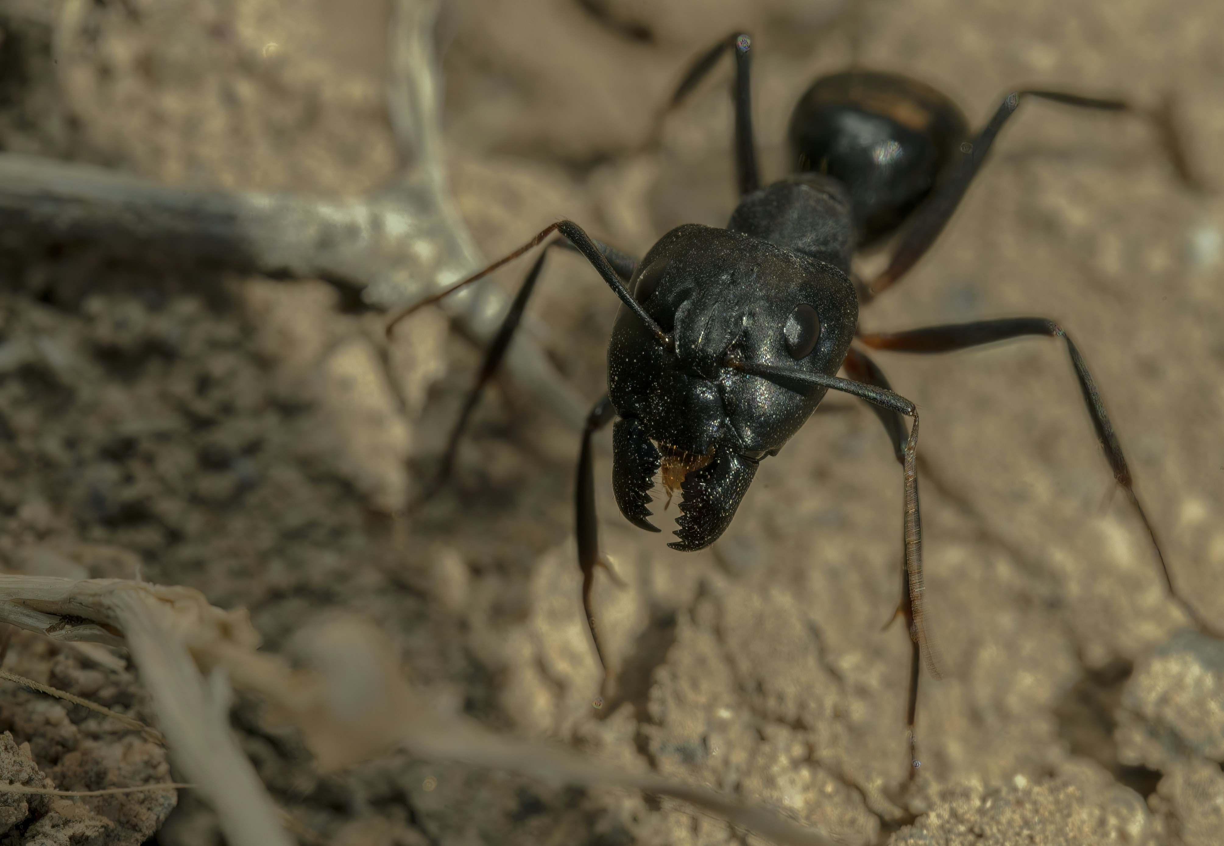 Foto Un par de insectos negros parados encima de un suelo de tierra ...