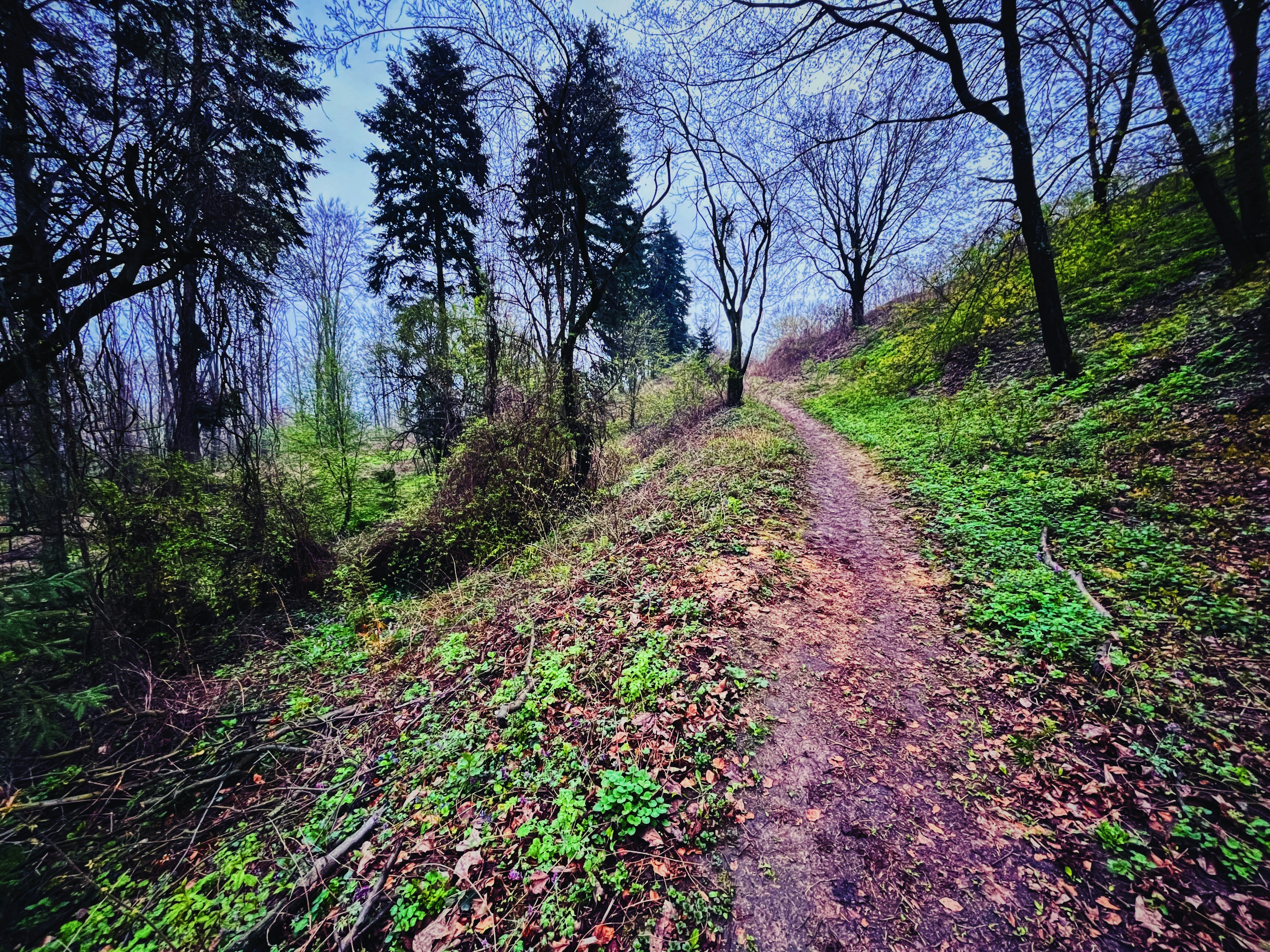 Winding Moss Path Through a Quiet Forest in Early Spring