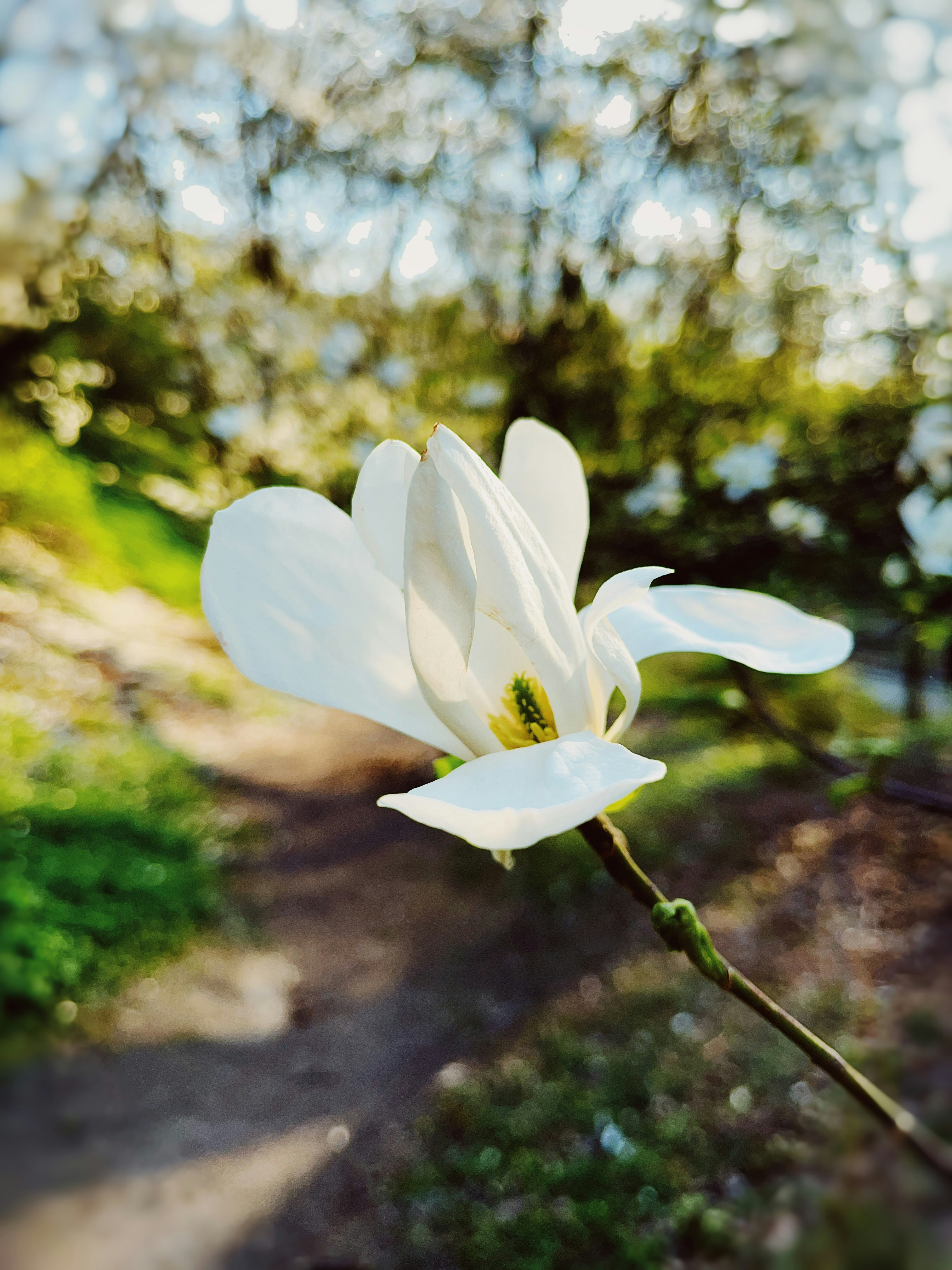 Petal in Focus: Magnolia on a Sunlit Garden Path