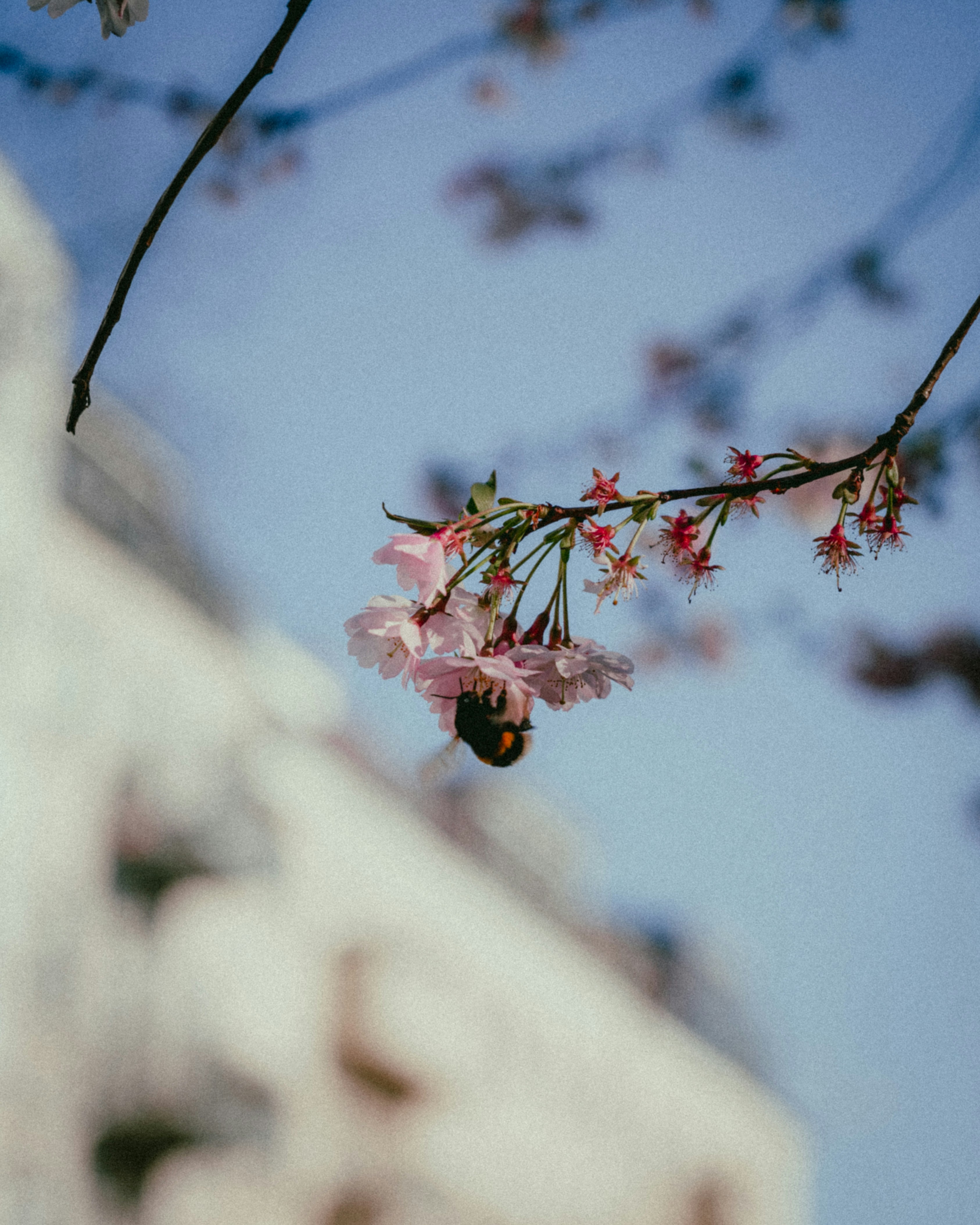 Blossoms and Bee: A Delicate Pause in Soft Focus
