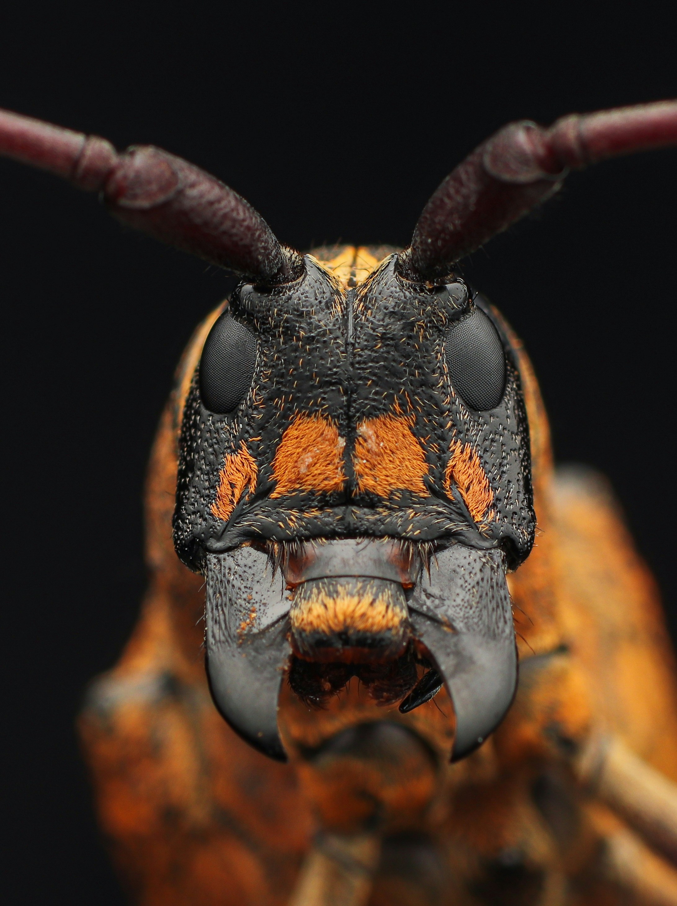 Ember Crown: Macro Portrait of a Hornet's Gaze