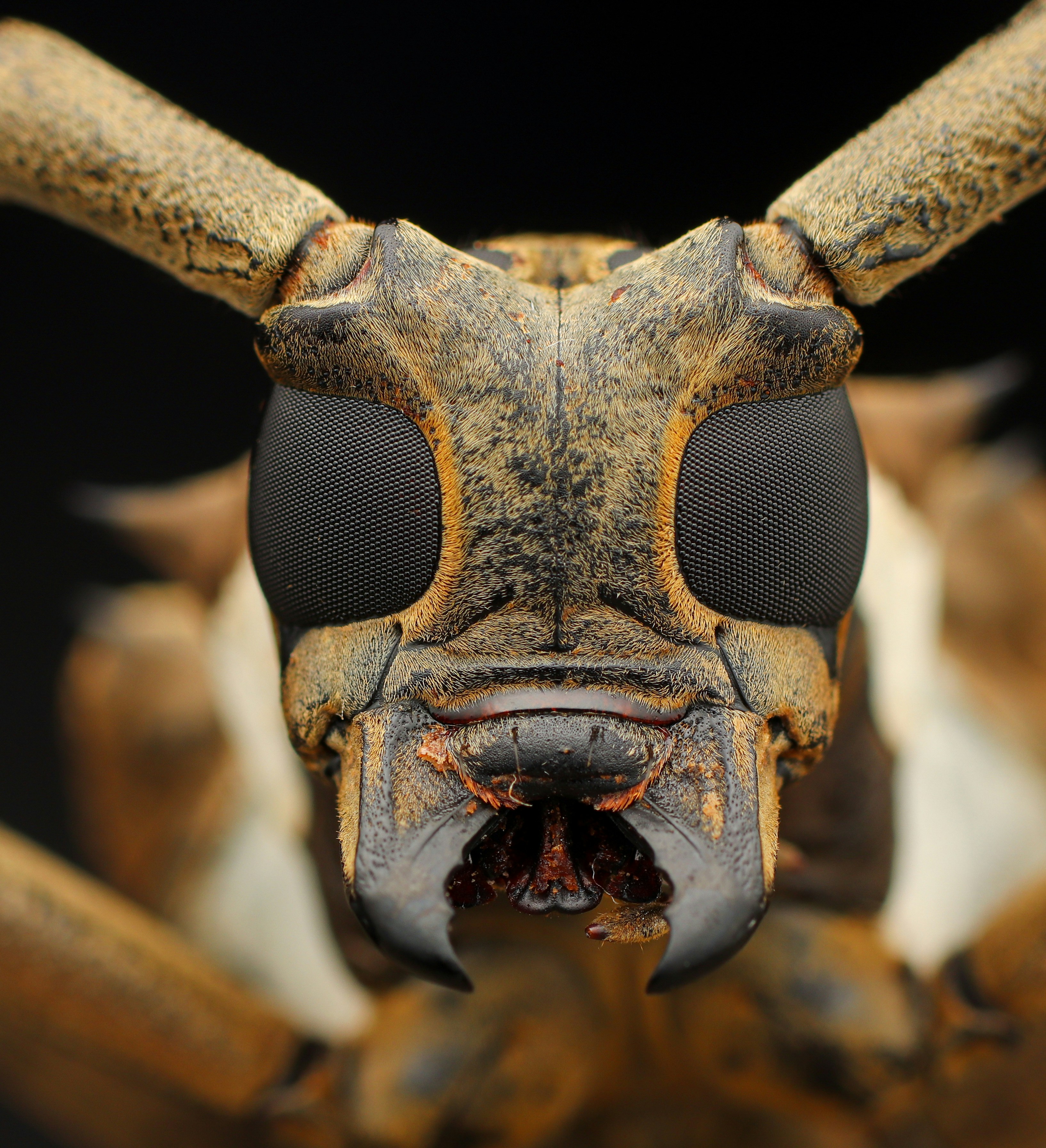 Granite Gaze: Macro portrait of a beetle's armored head and compound eyes