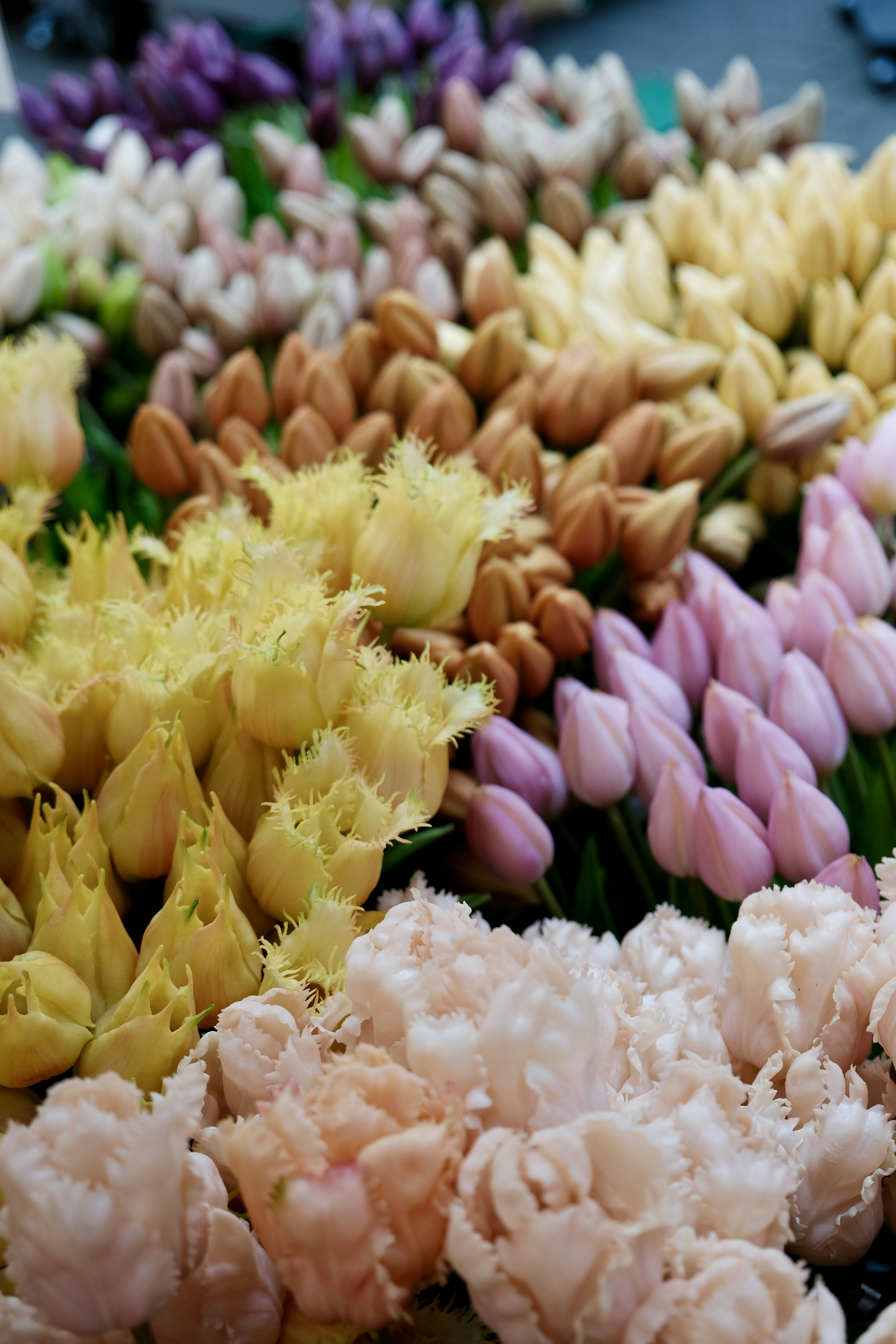 Amber Fringed Tulips: A Tide of Pastel Petals