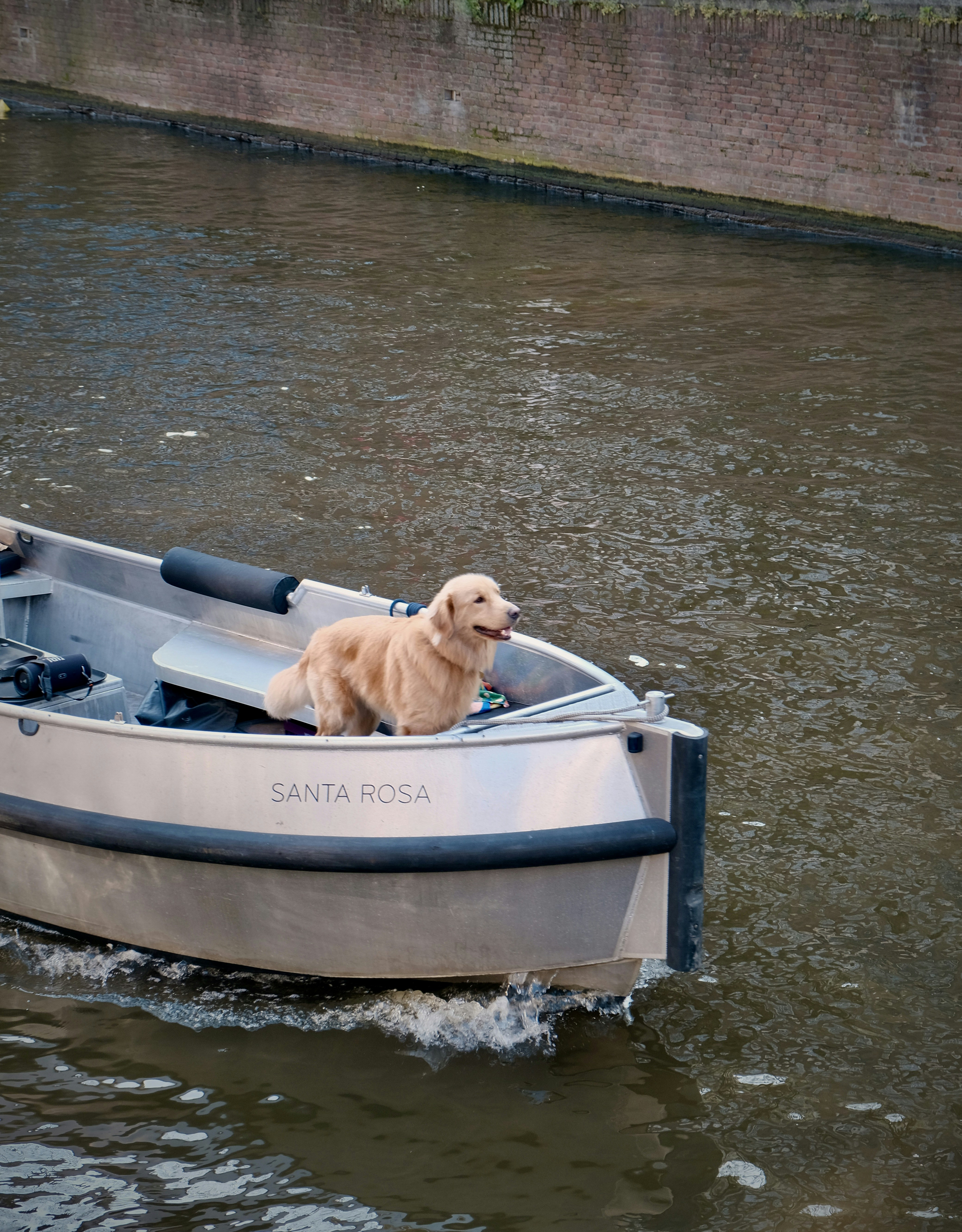 Small Boat Dogs