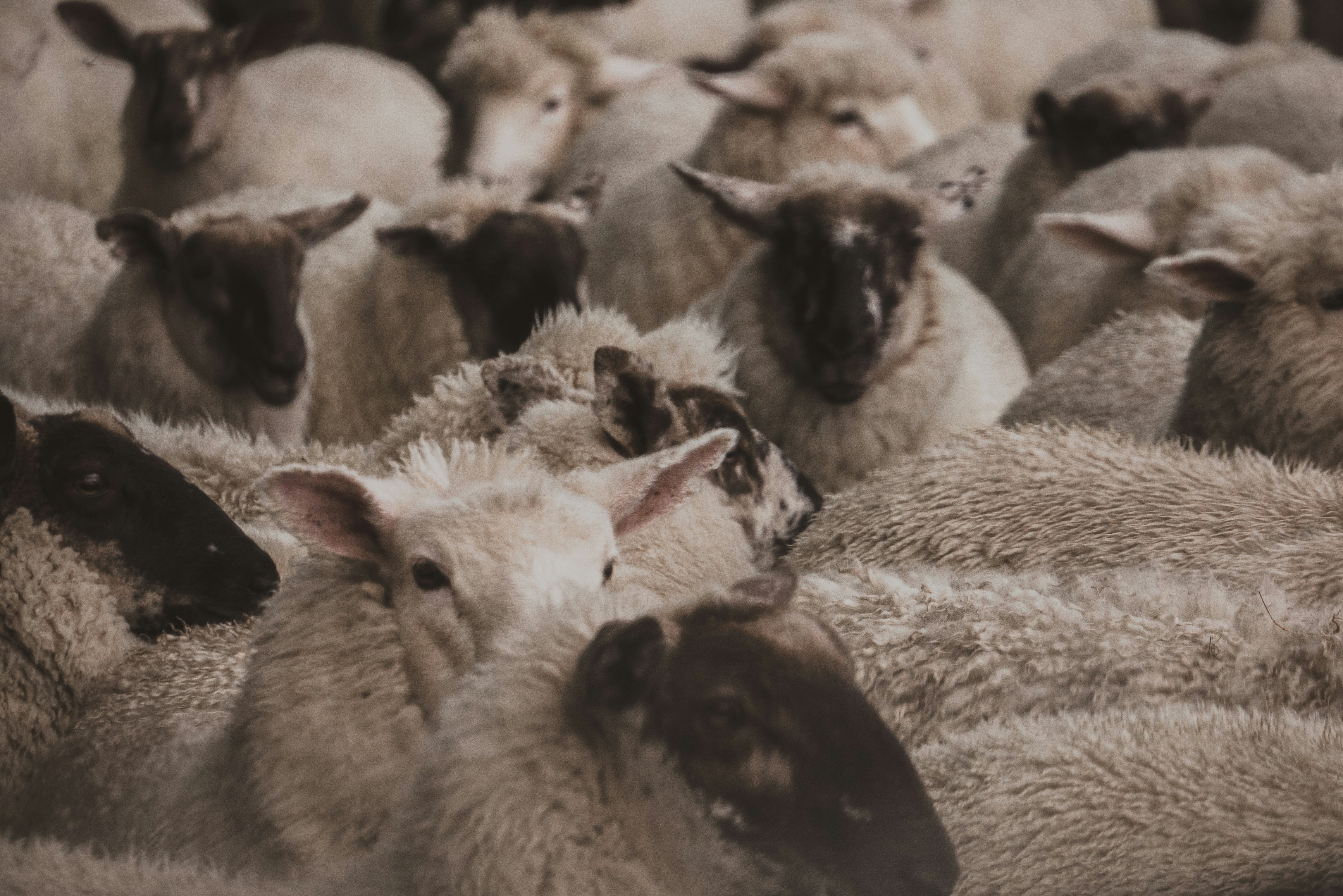 A herd of sheep standing next to each other photo – Free Katelyn greer ...