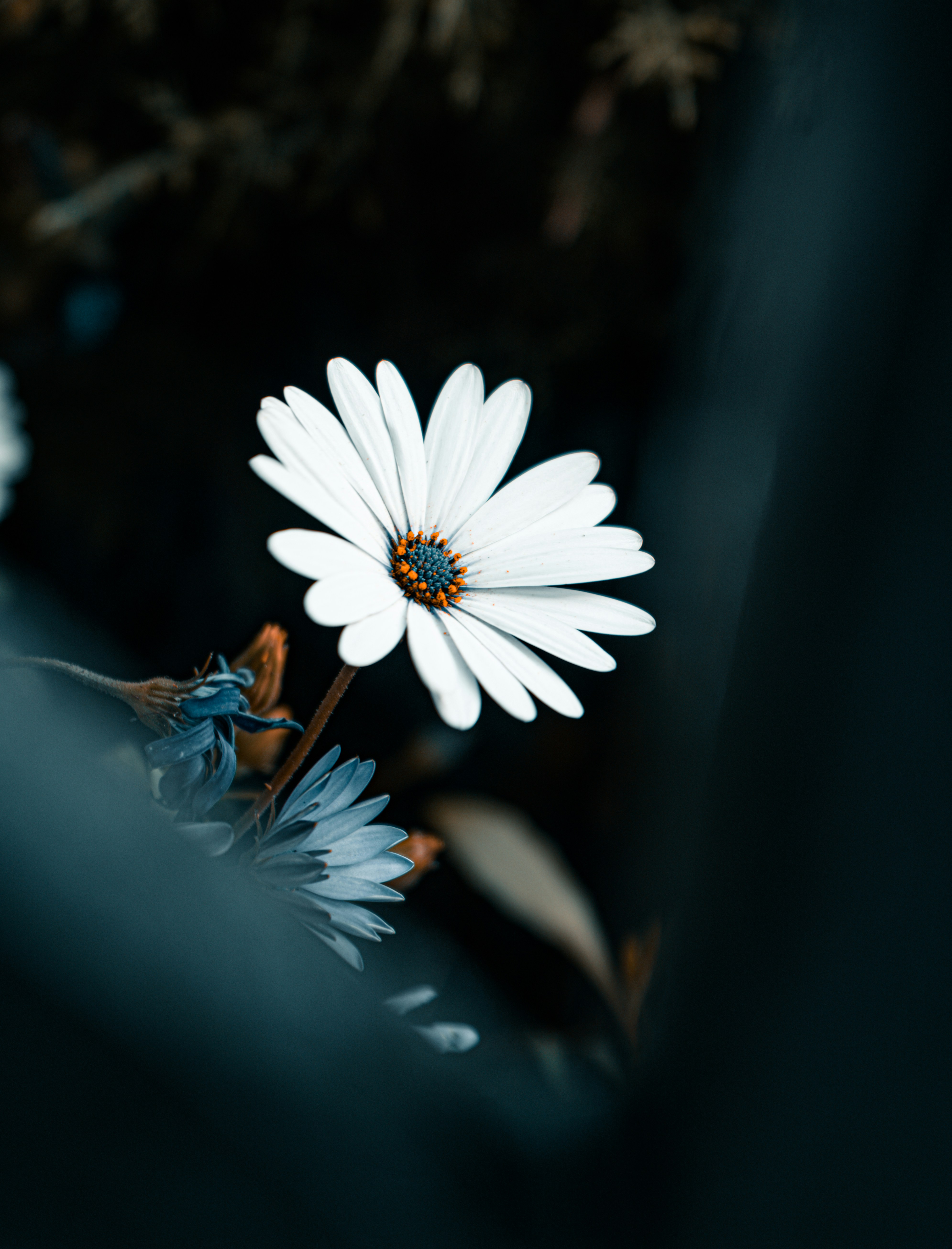 Petal Spotlight: A Daisy Emerges in Velvet Shadow