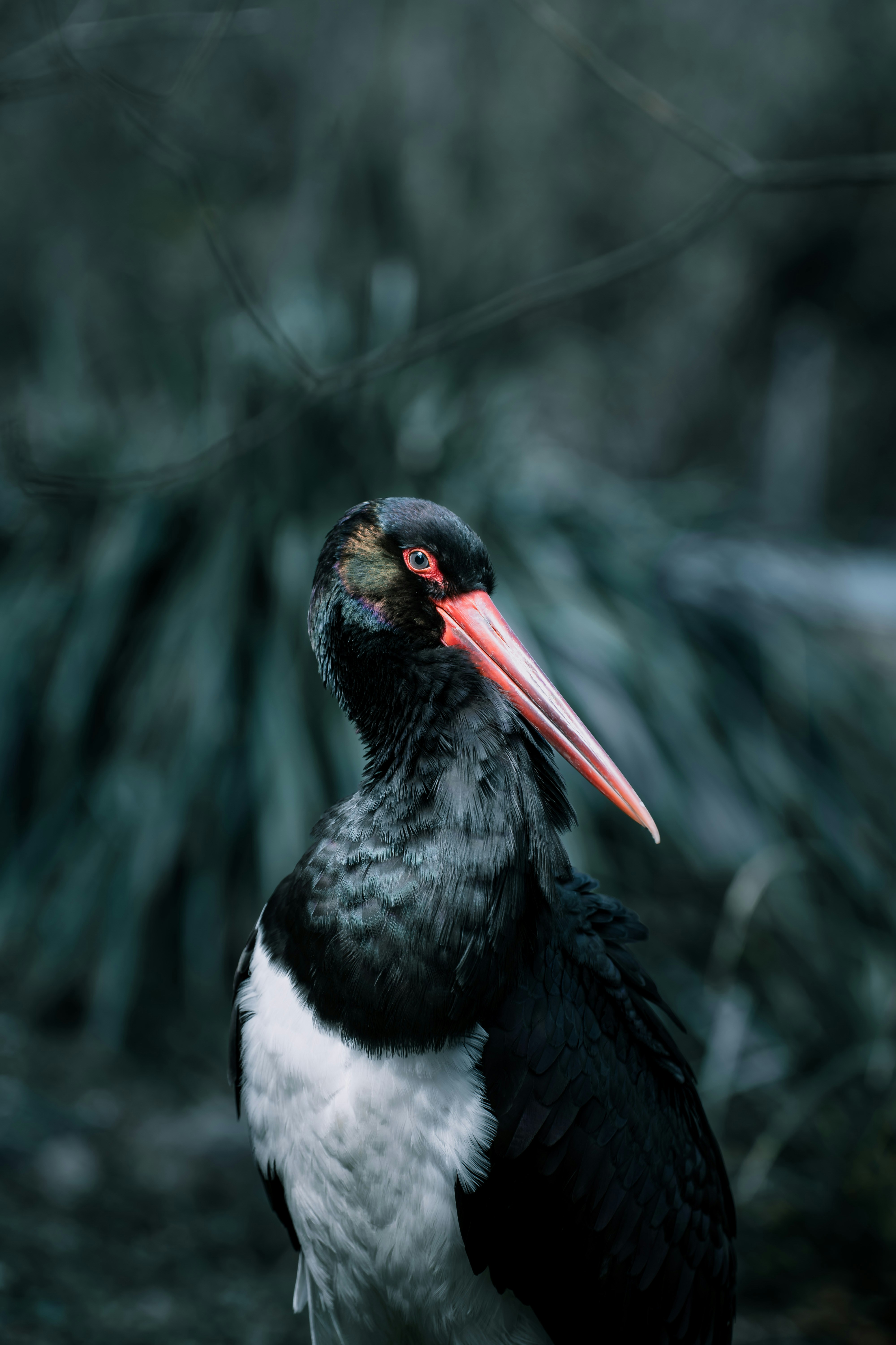 Close-up photograph of a black stork with a bright red beak against a blurred green backdrop.