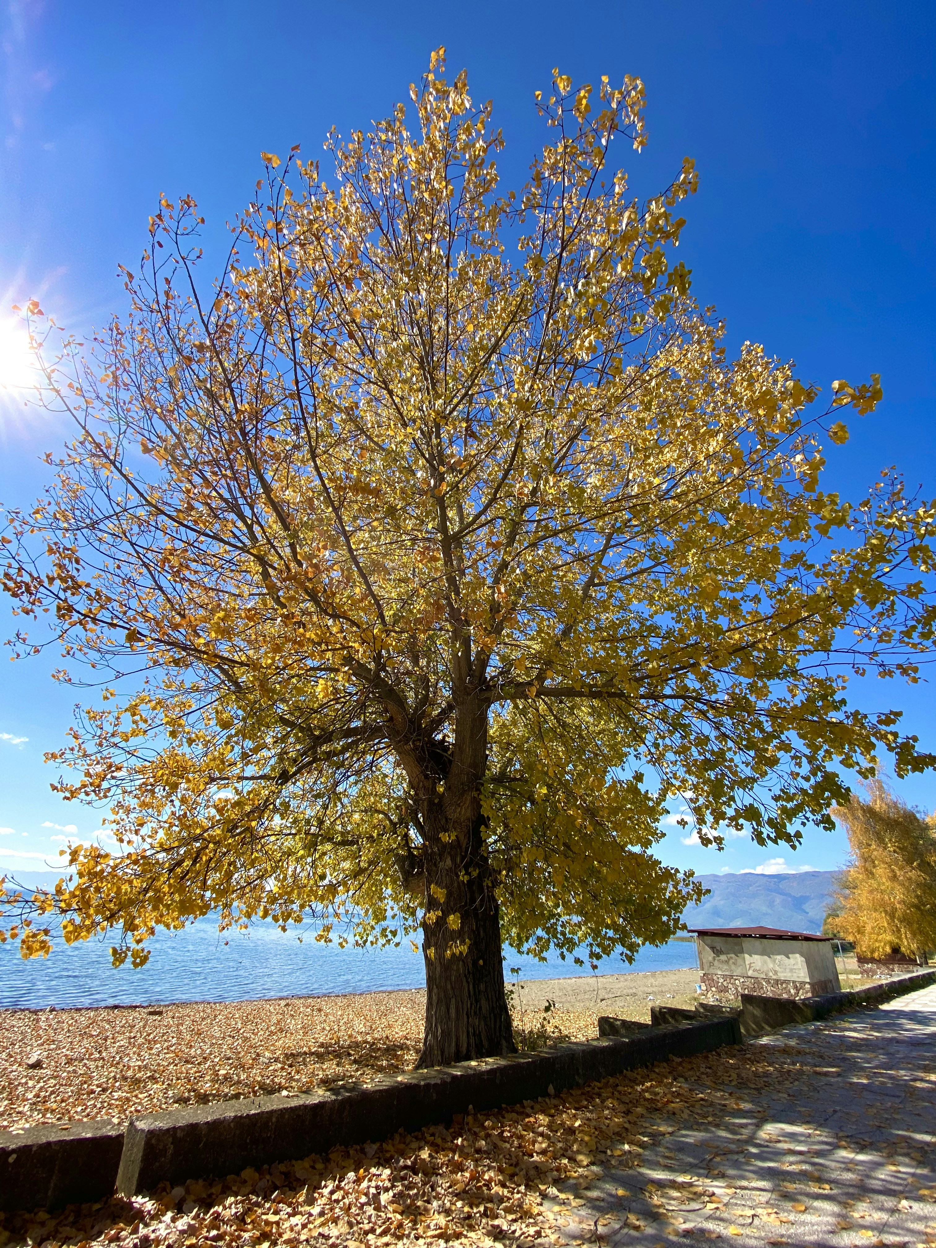 Golden Canopy by the Lakeside: Autumn Light on a Sunlit Tree