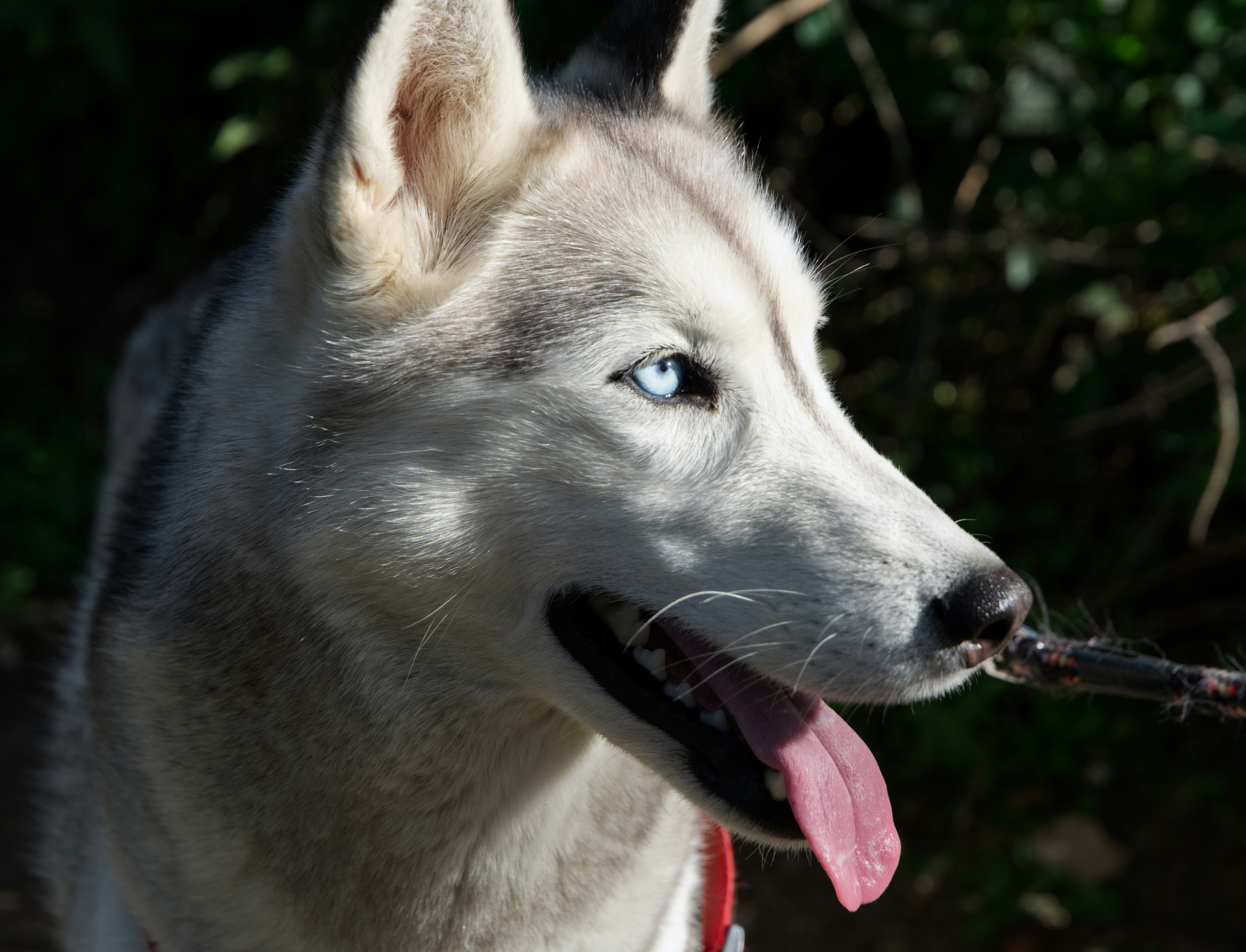 Un chien husky avec un bâton dans la gueule photo – Photo Rauque ...