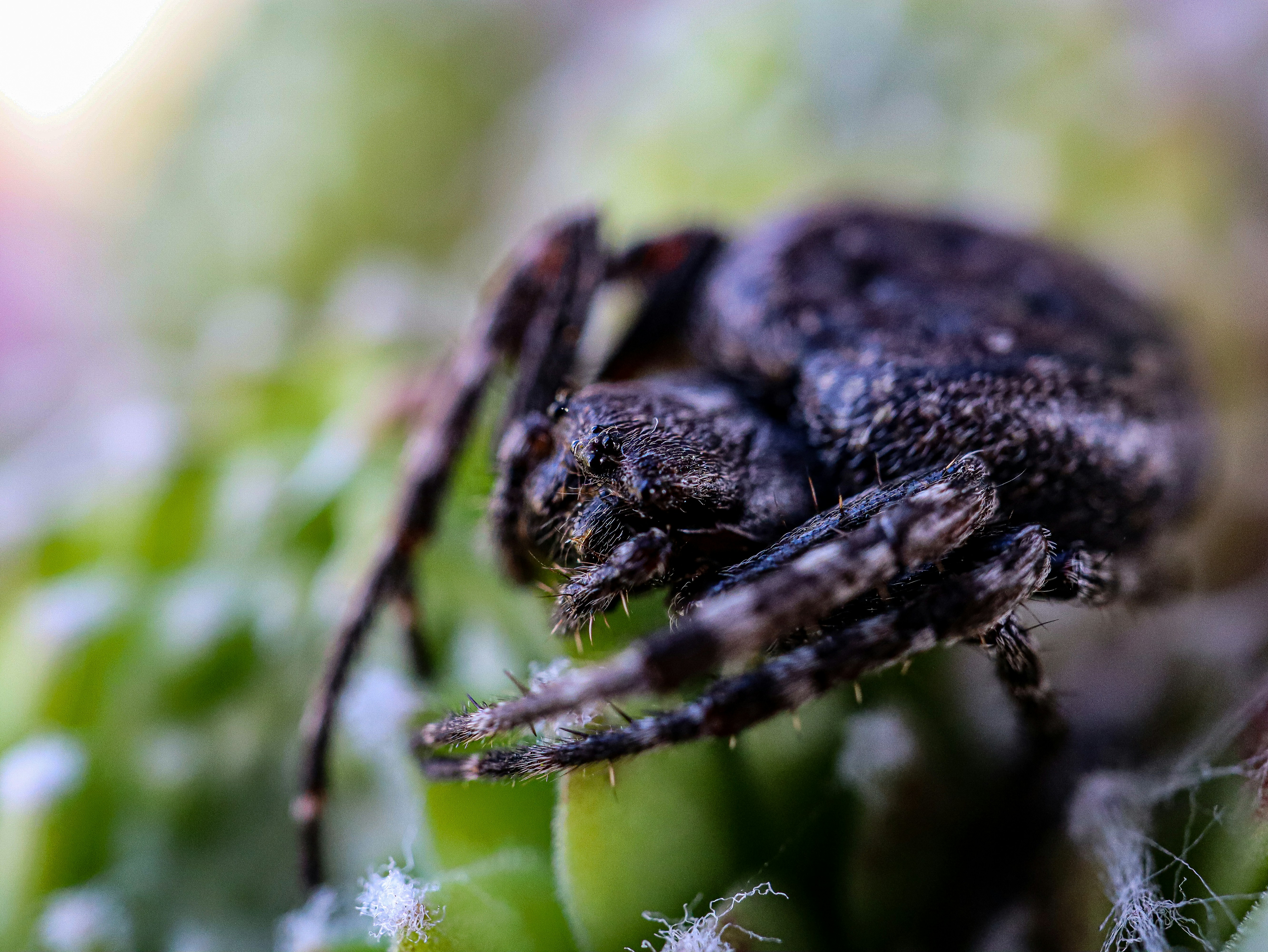 Macro Portrait of a Spider: Textured Carapace Against Leafy Green Backdrop