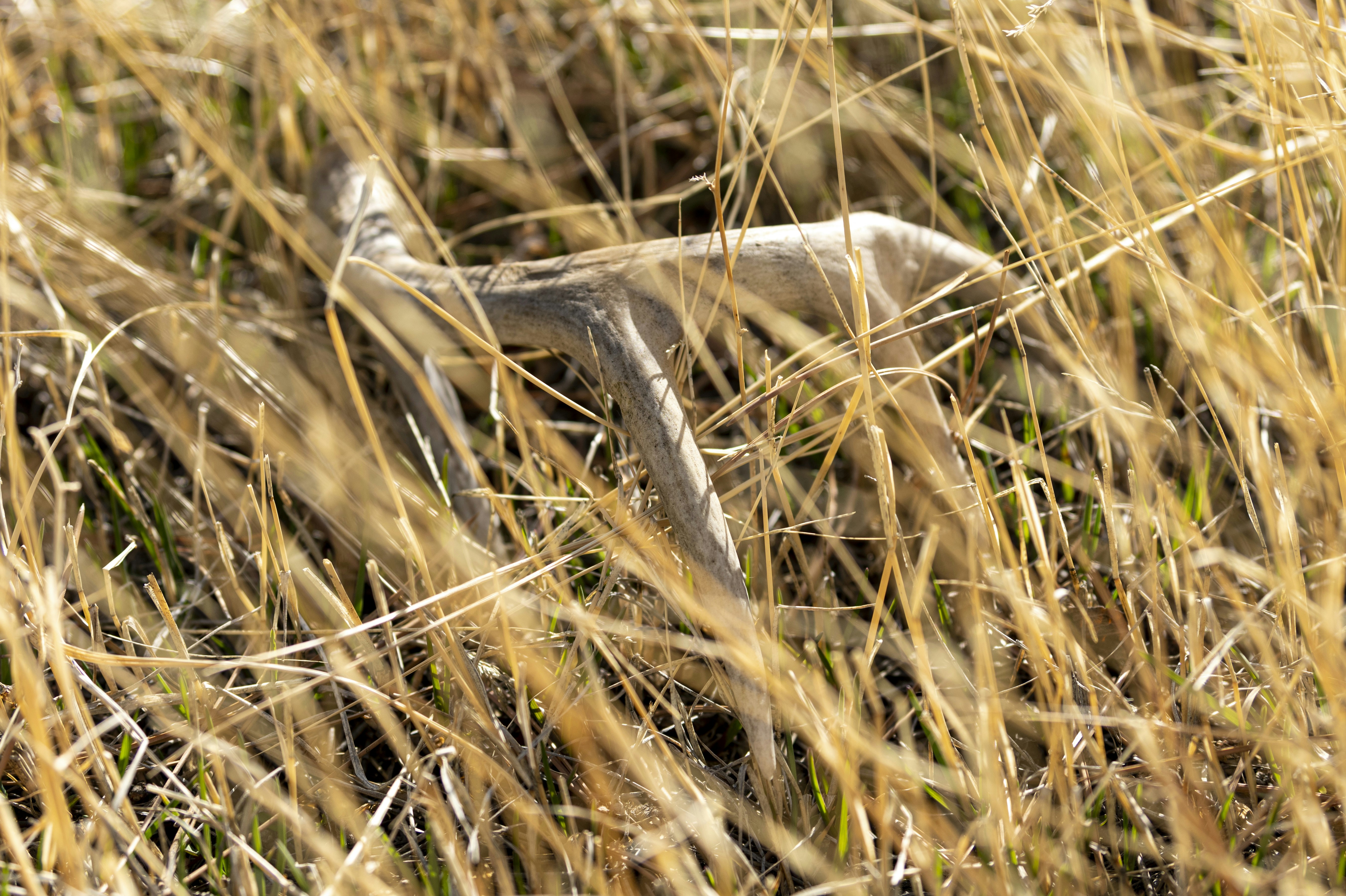 A dead animal in a field of tall grass photo – Free Grass Image on Unsplash
