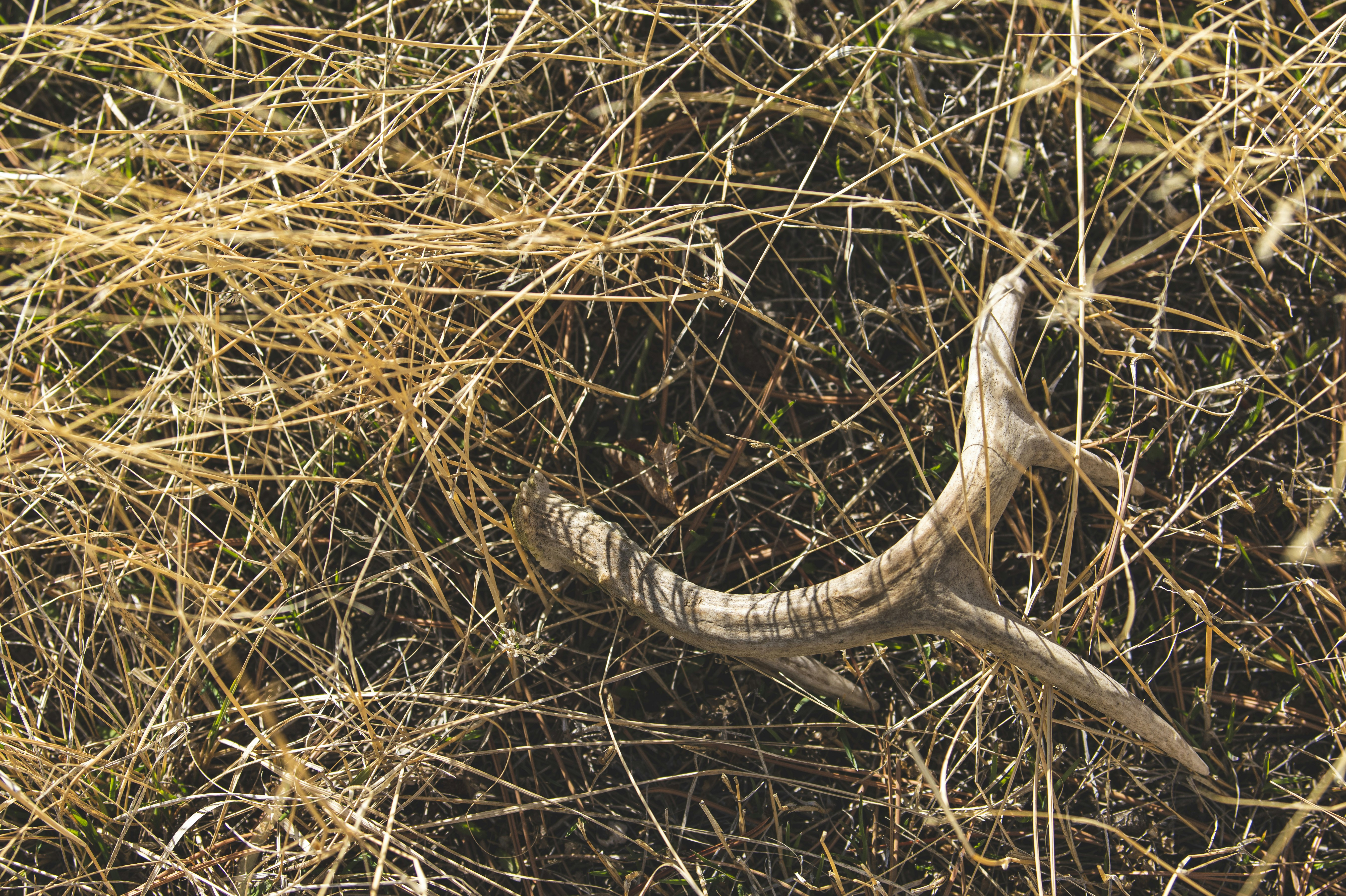 A dead animal in a field of dry grass photo – Free Animal Image on Unsplash