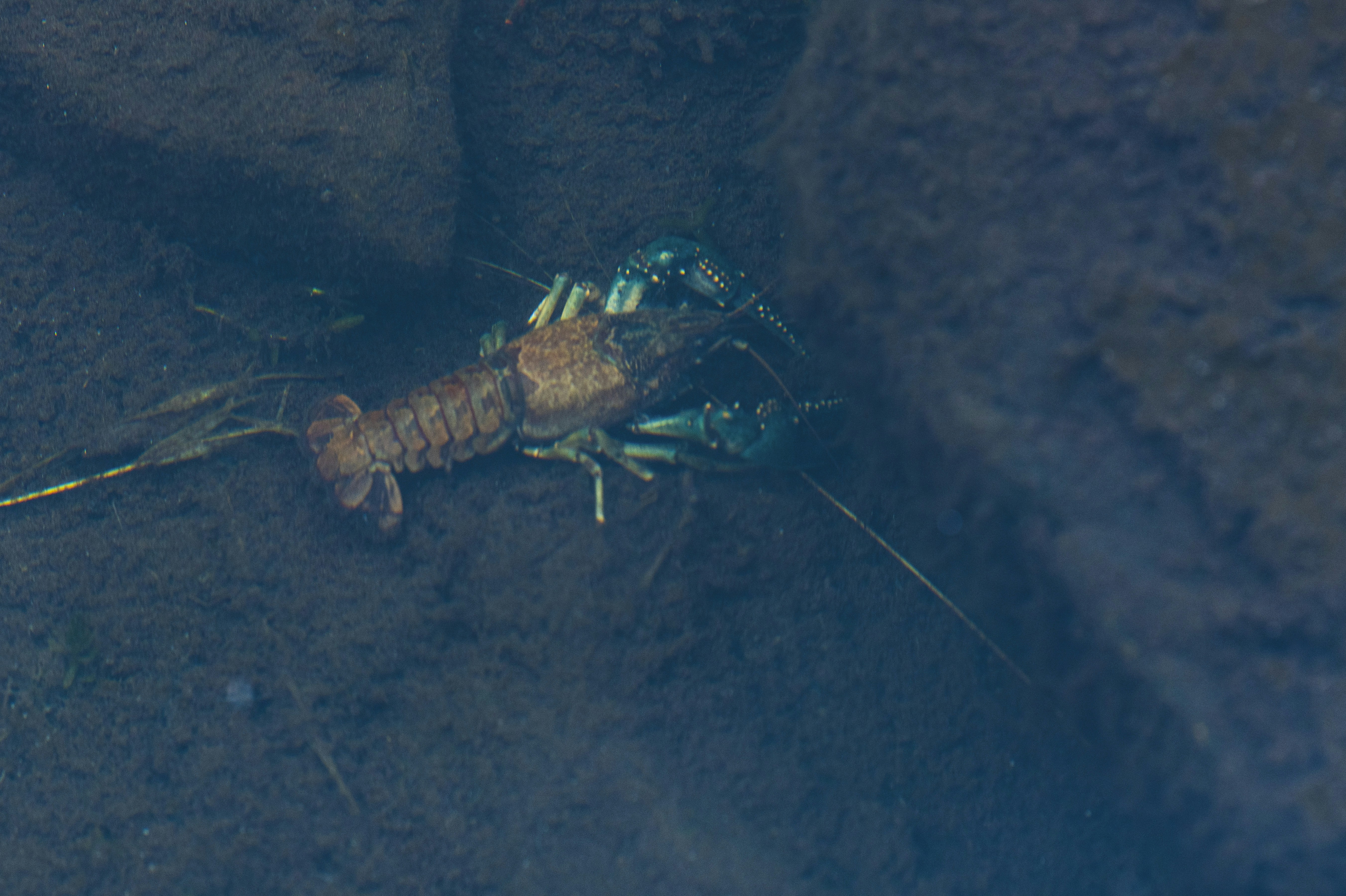 Crawfish Pictures | Download Free Images on Unsplash