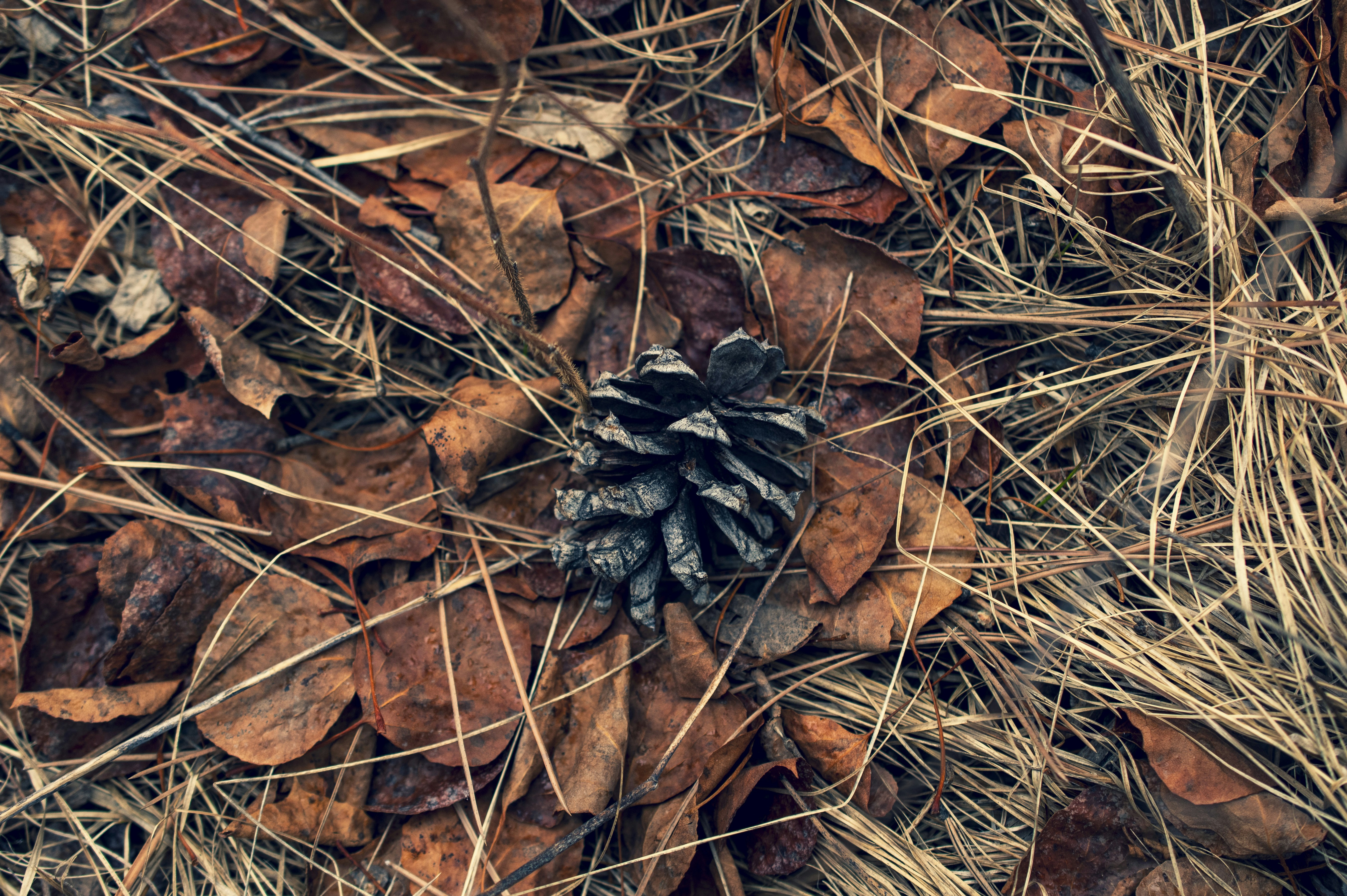 Centered Pinecone Amid a Sea of Brown Needles and Fallen Leaves