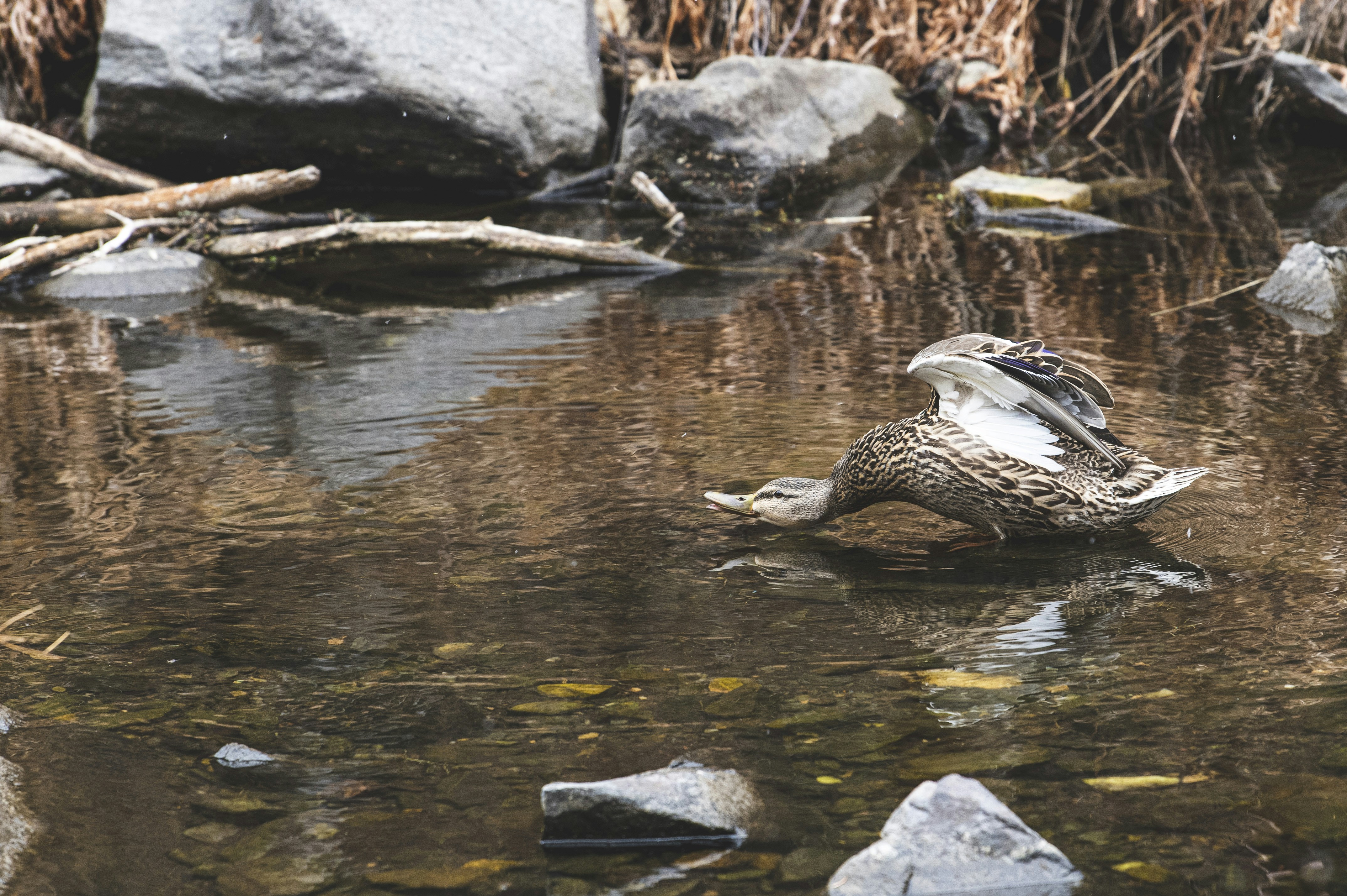Where the River Pauses: a brown mallard resting among stones