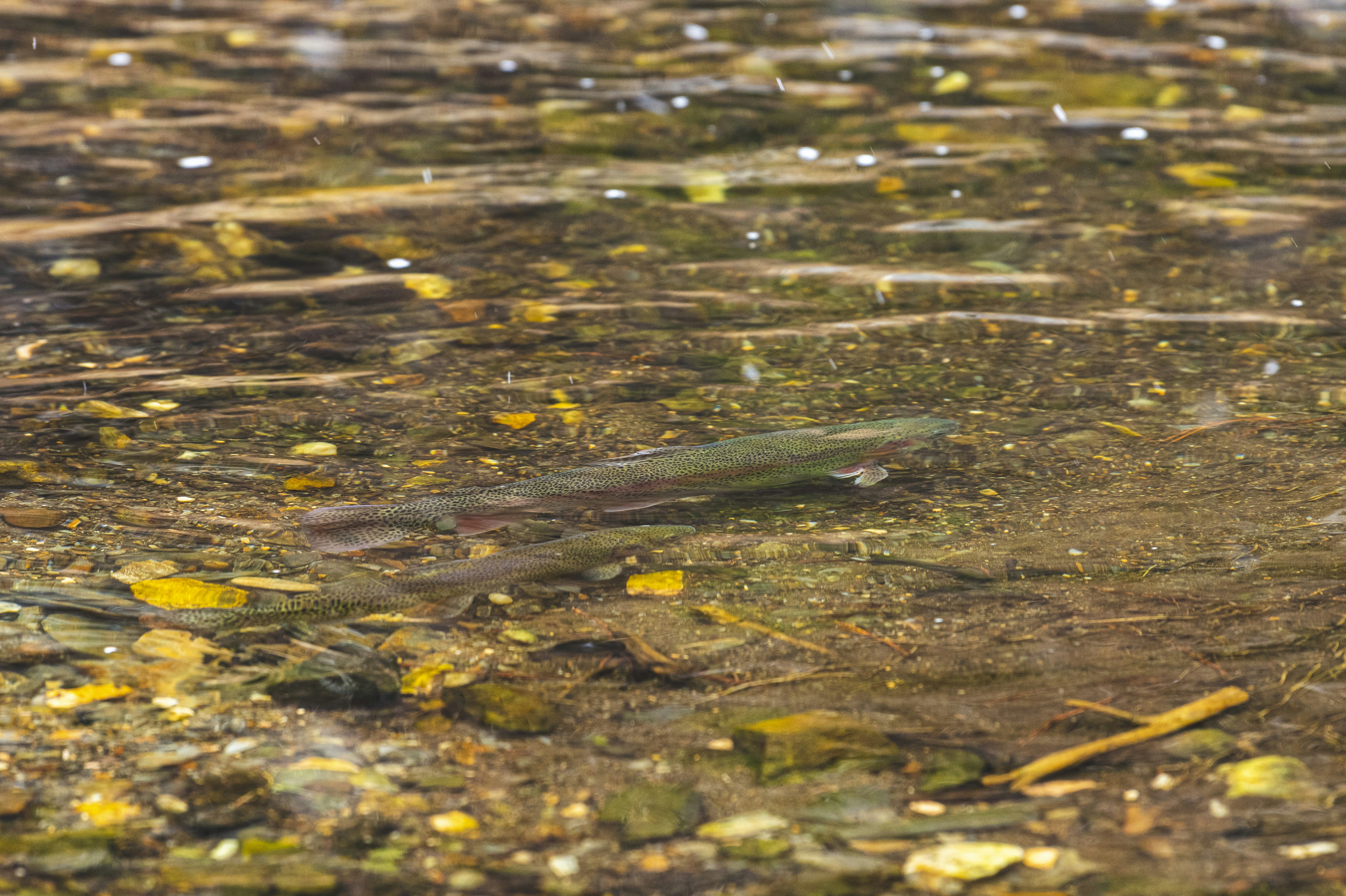 A fish swimming in a shallow body of water photo – Free Trout Image on ...