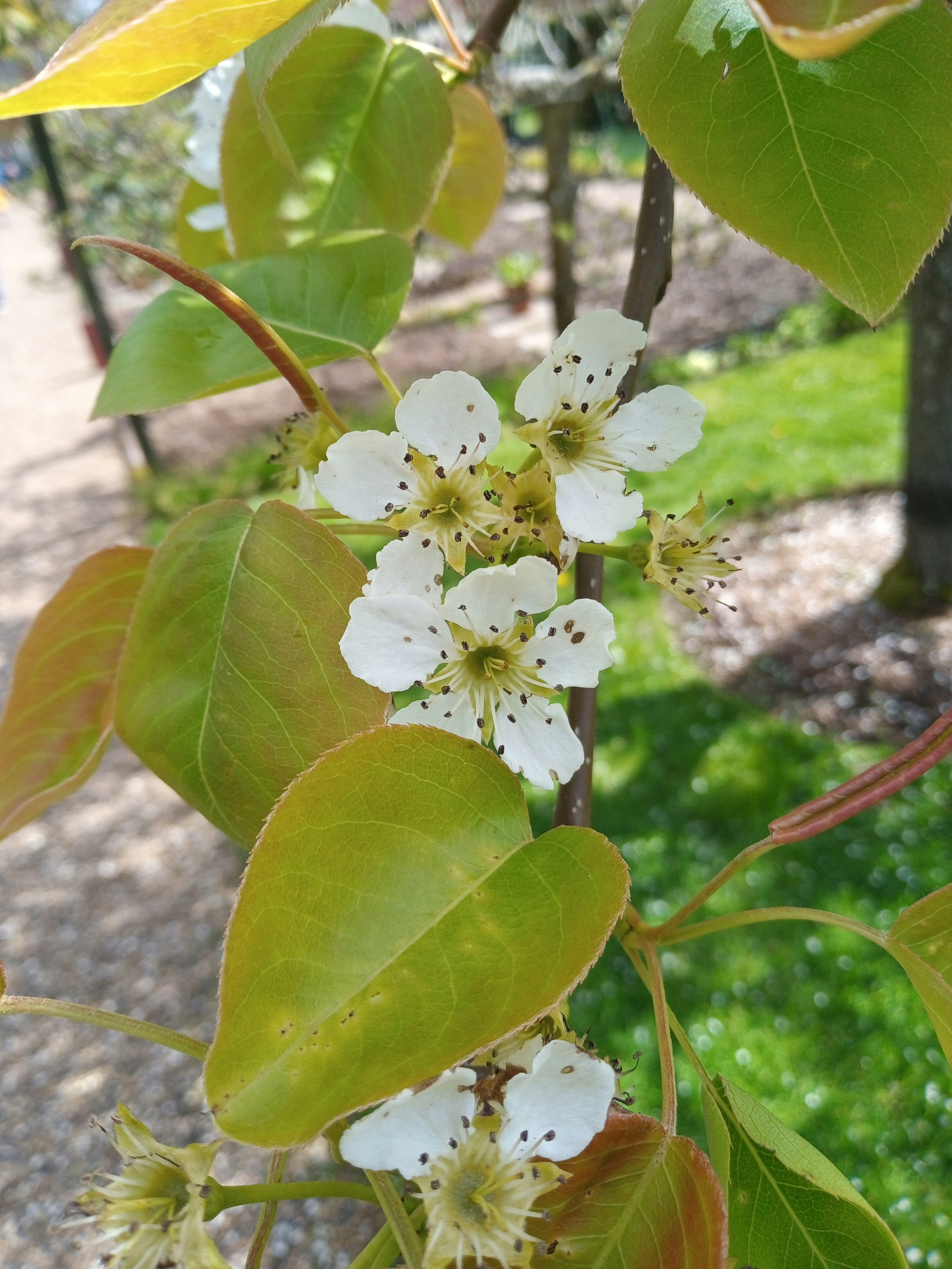 A tree with white flowers and green leaves photo – Free Greys court ...