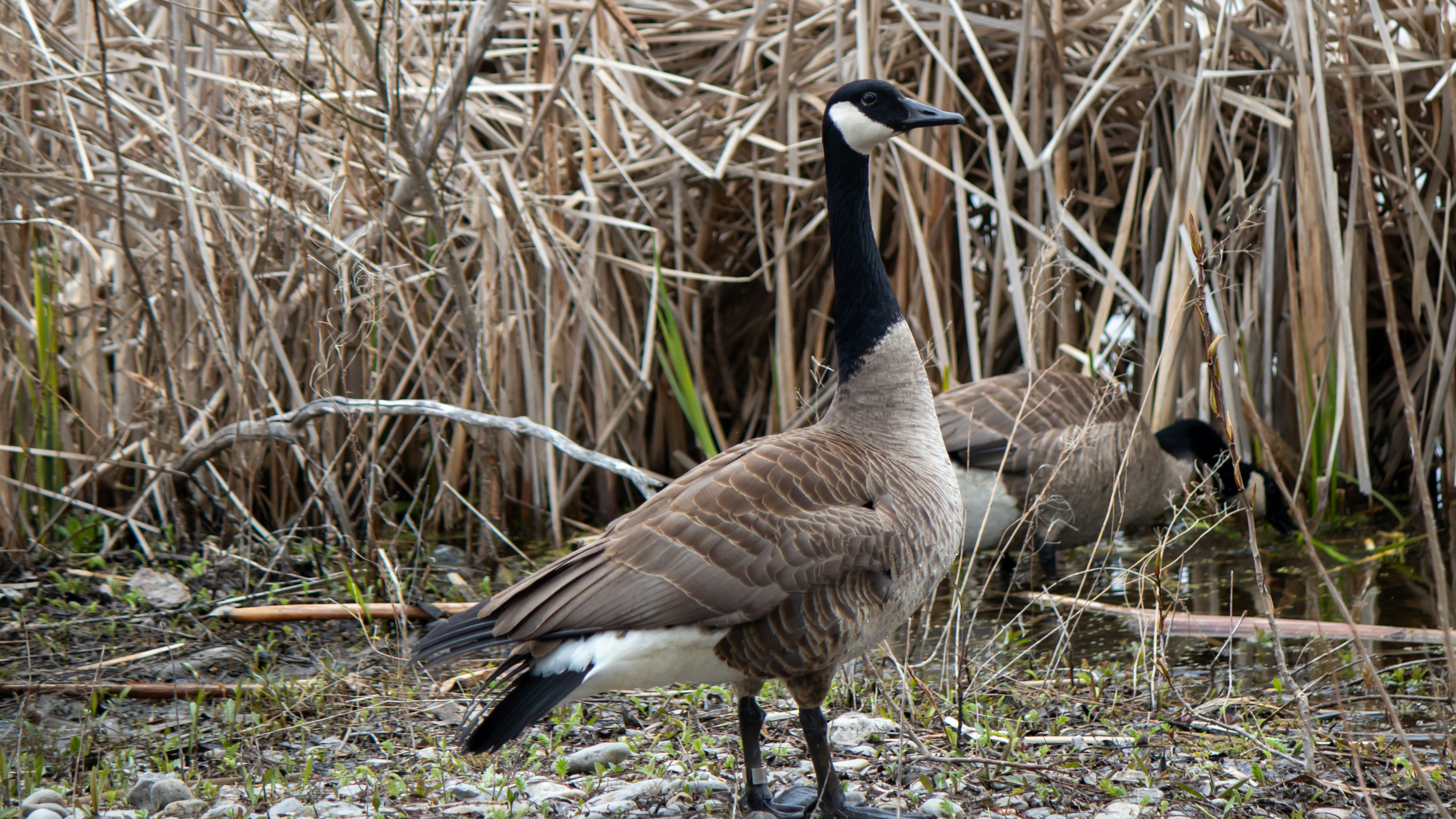 Canada Goose Pictures | Download Free Images on Unsplash