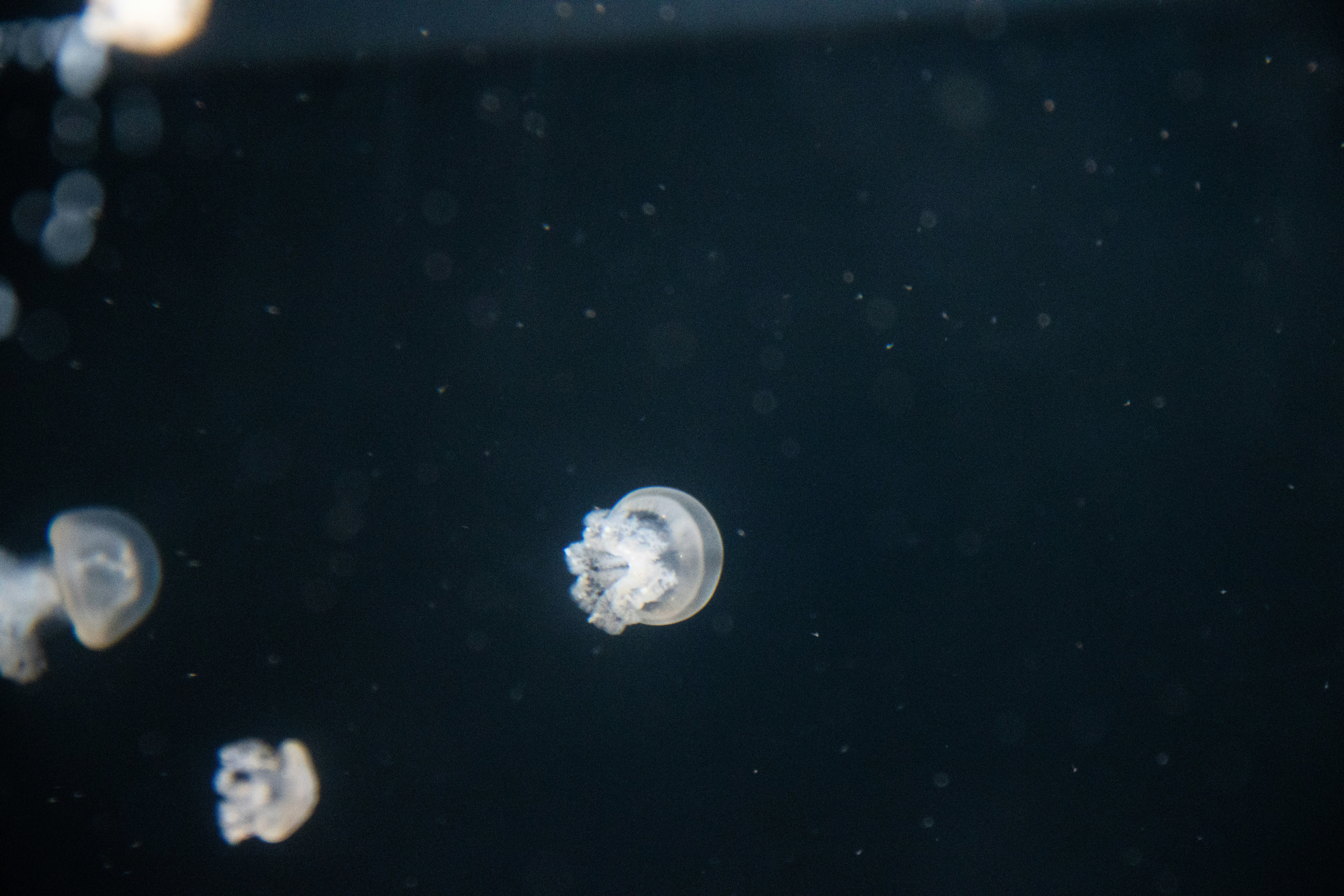 Midnight Drift: Jellyfish in an Ink-Blue Quiet