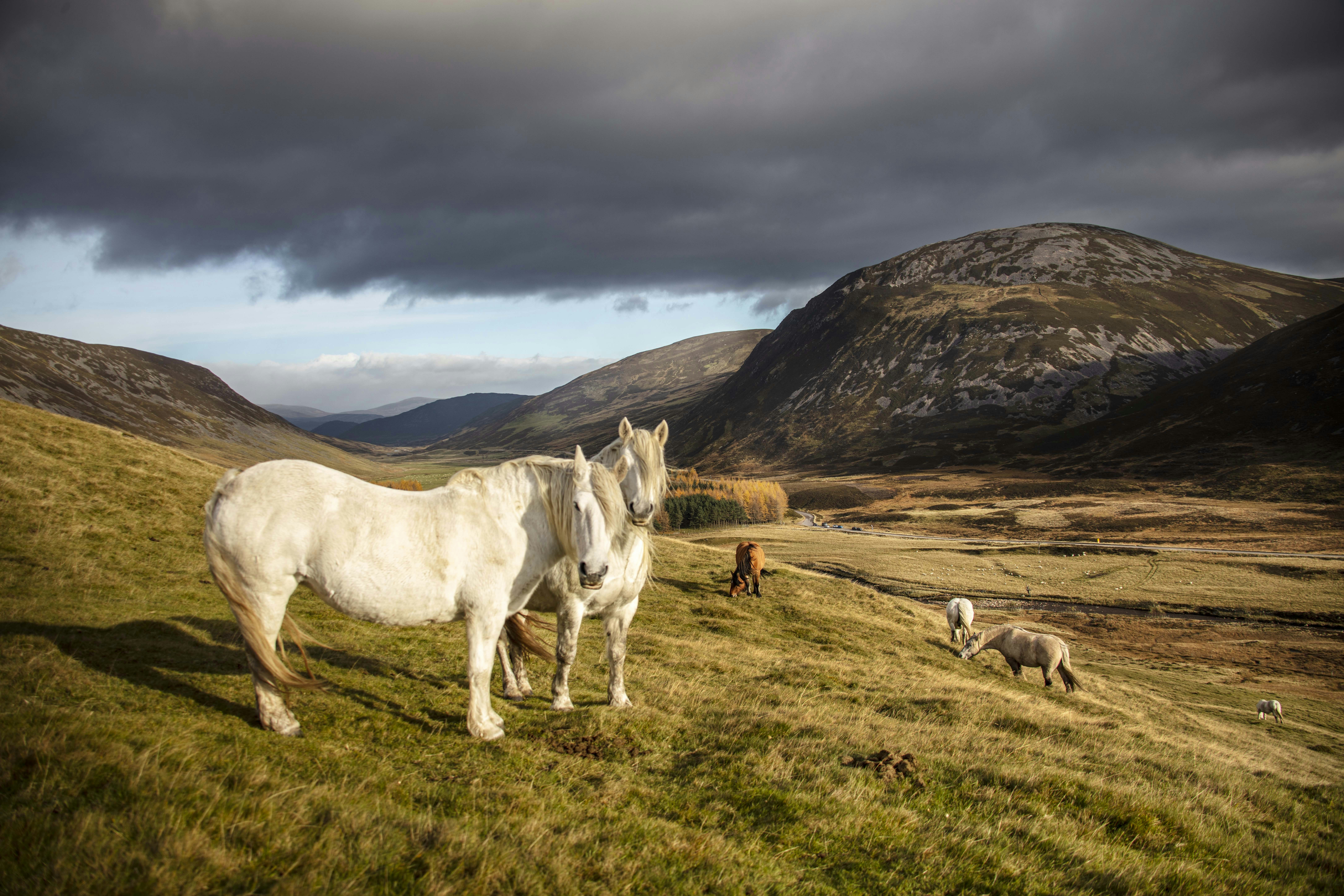A white horse standing on top of a lush green hillside photo – Free ...