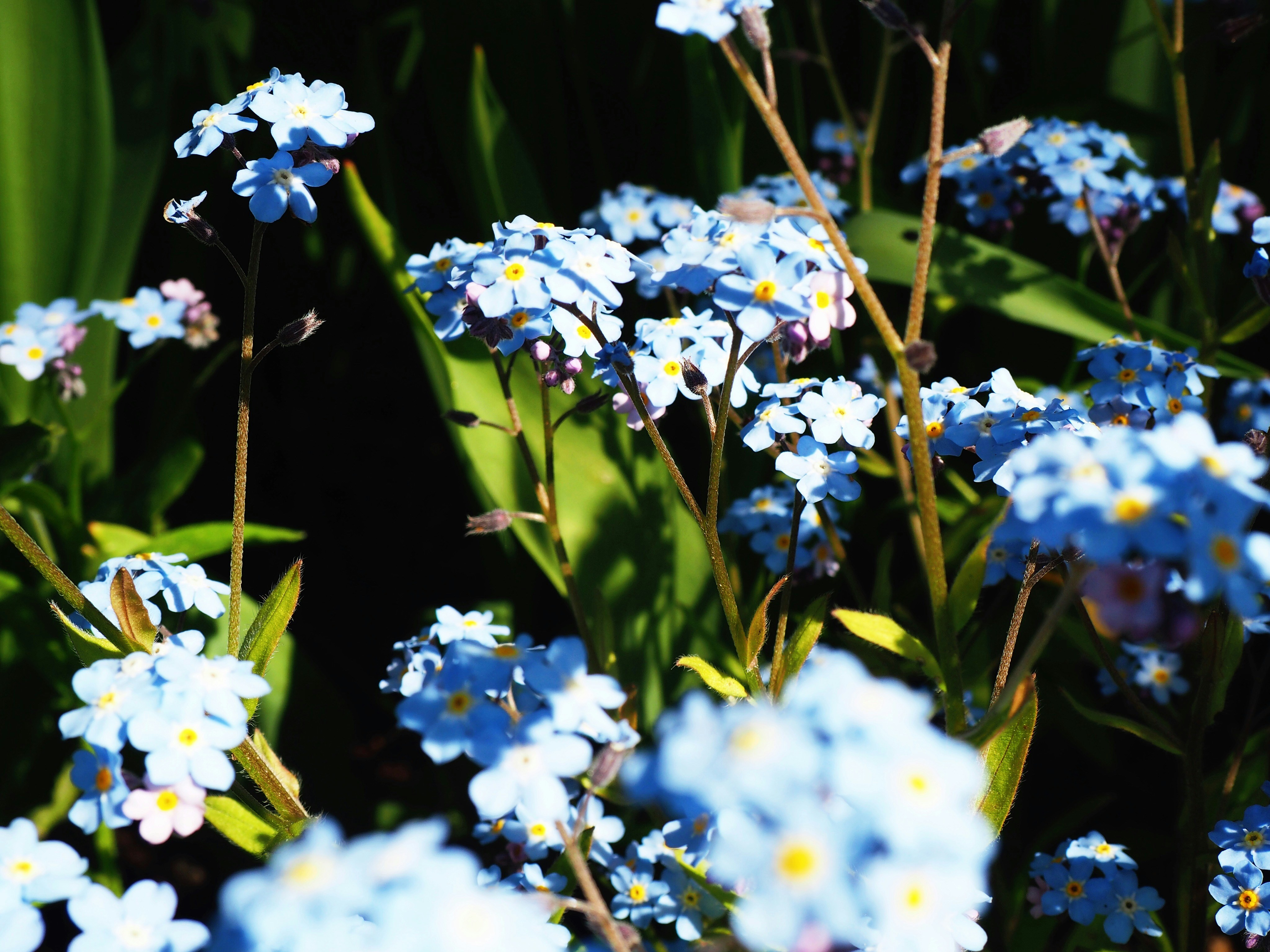 Blue Flower Background Pictures | Download Free Images on Unsplash