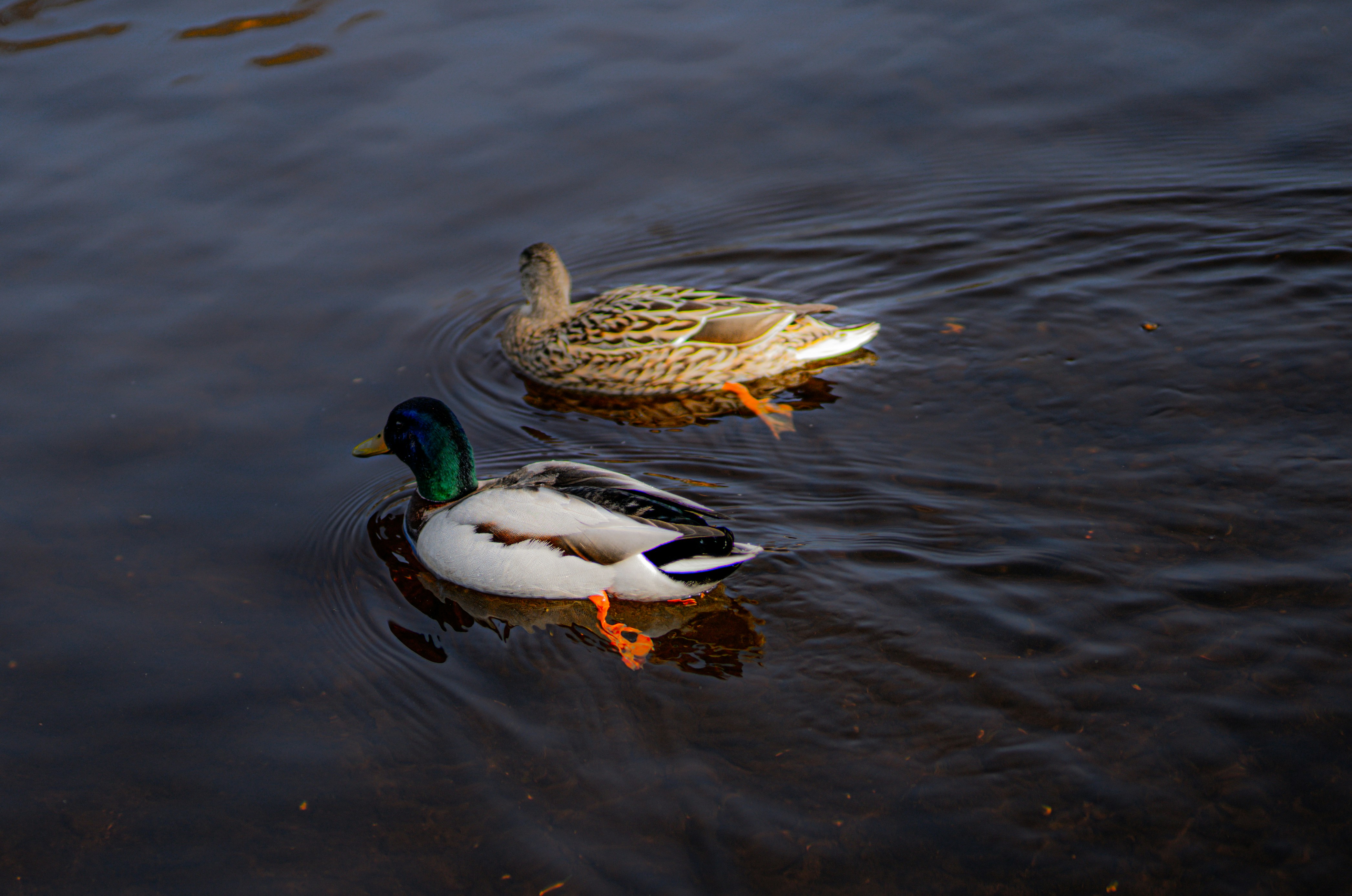 Photo by Julian Tong with Sony Alpha 7 III