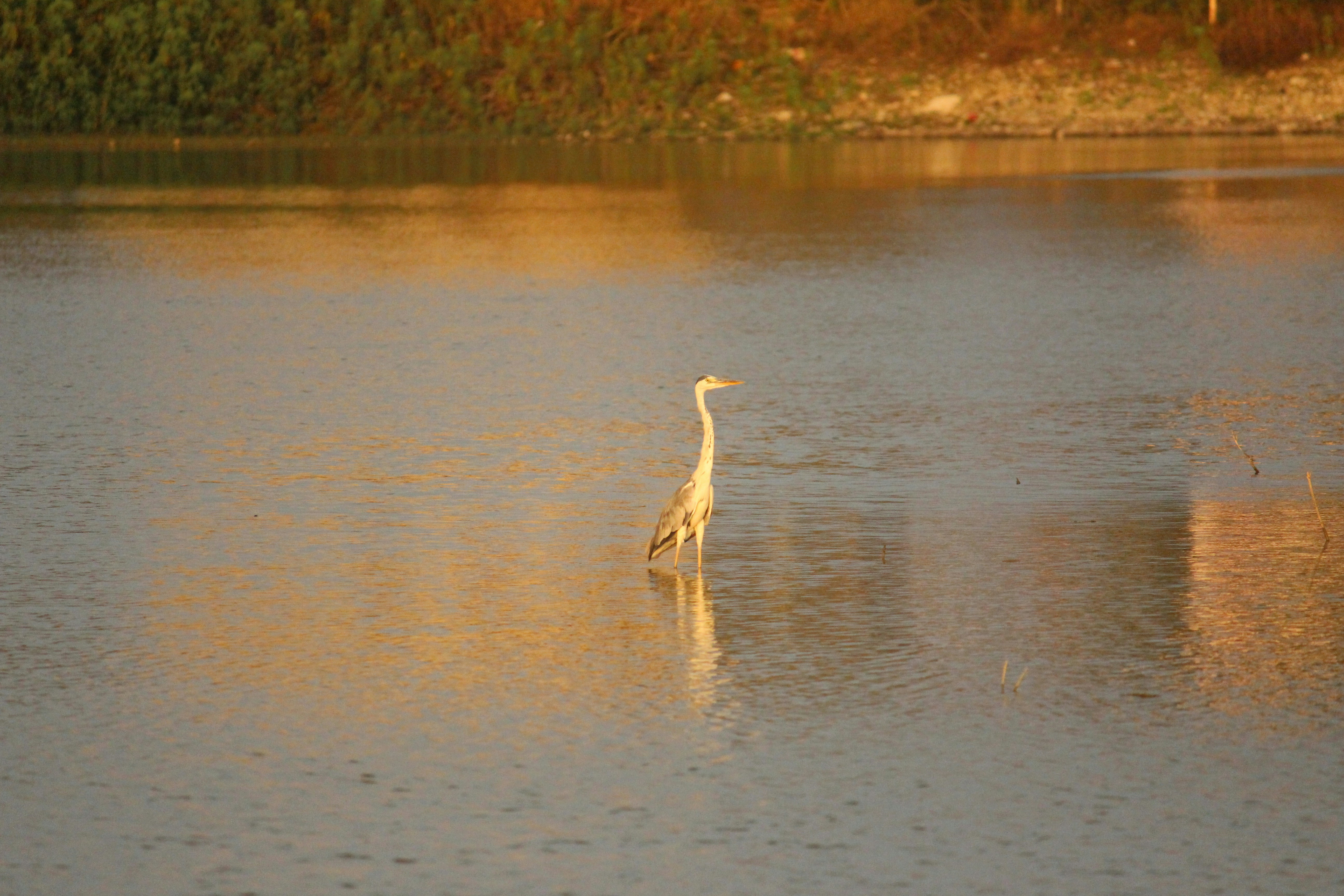 A white bird standing in the middle of a lake photo – Free Animal Image ...
