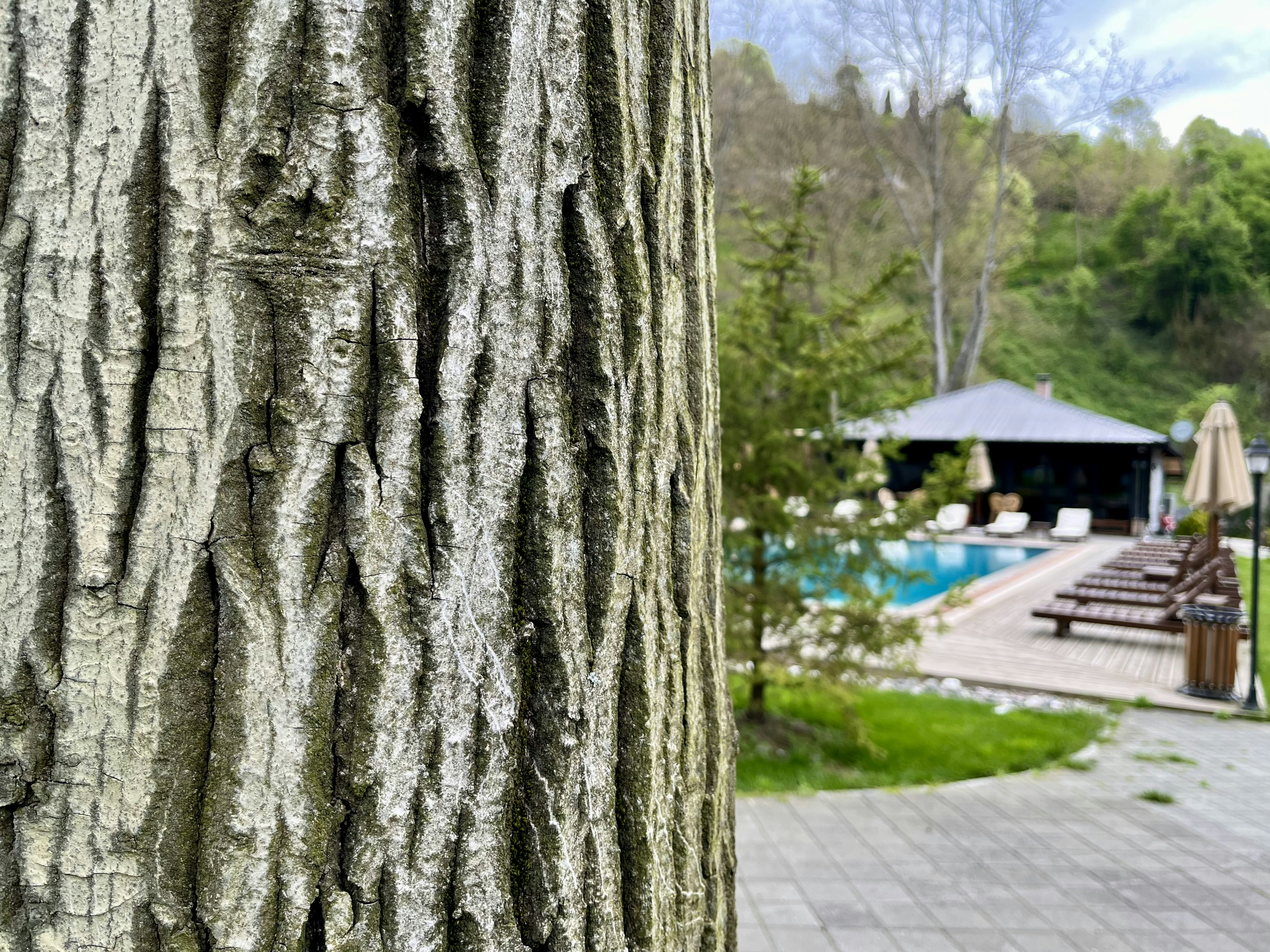 Nature's Embrace: A Poolside Retreat Through Bark