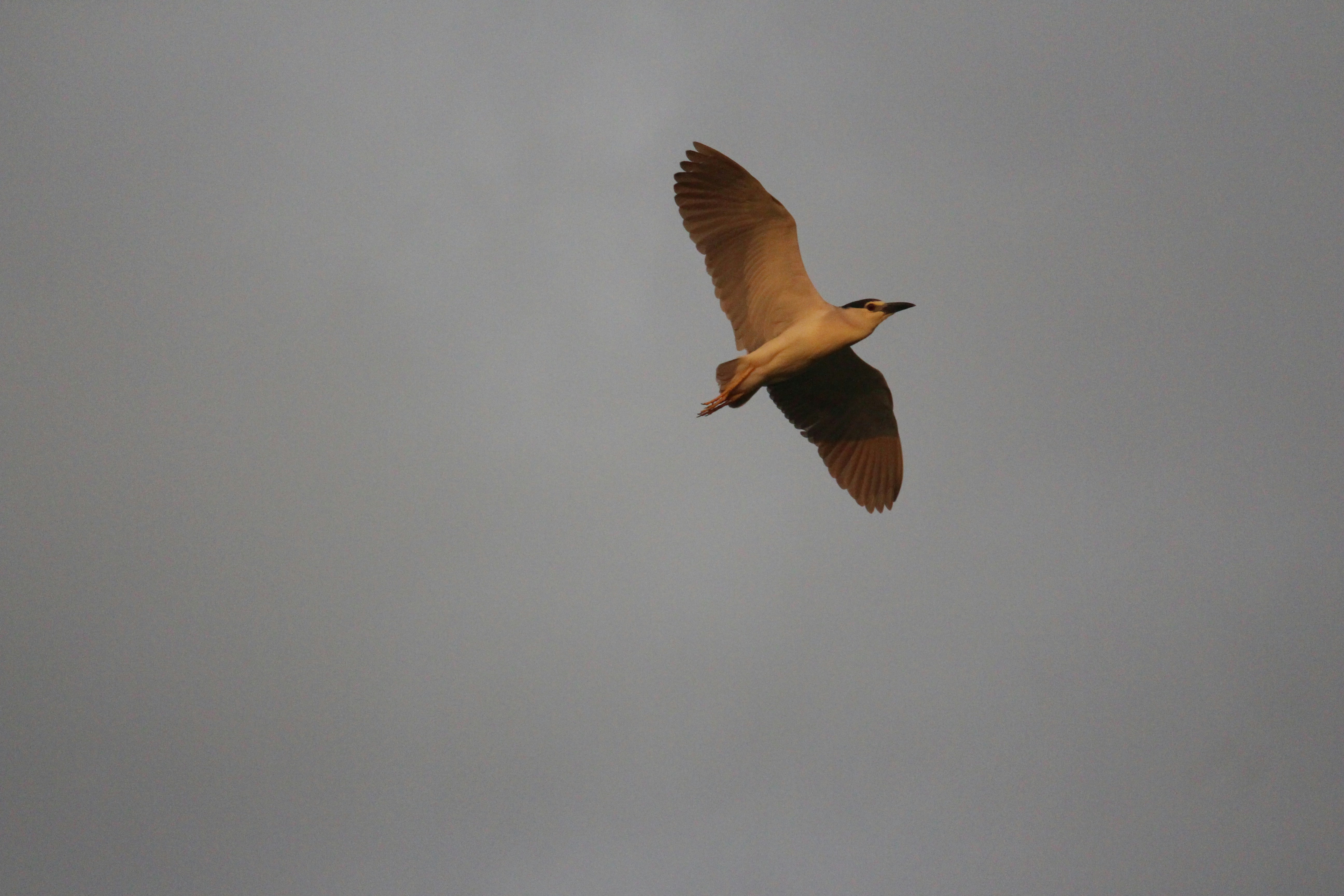 A lone tern carves a quiet arc across a steel-gray sky