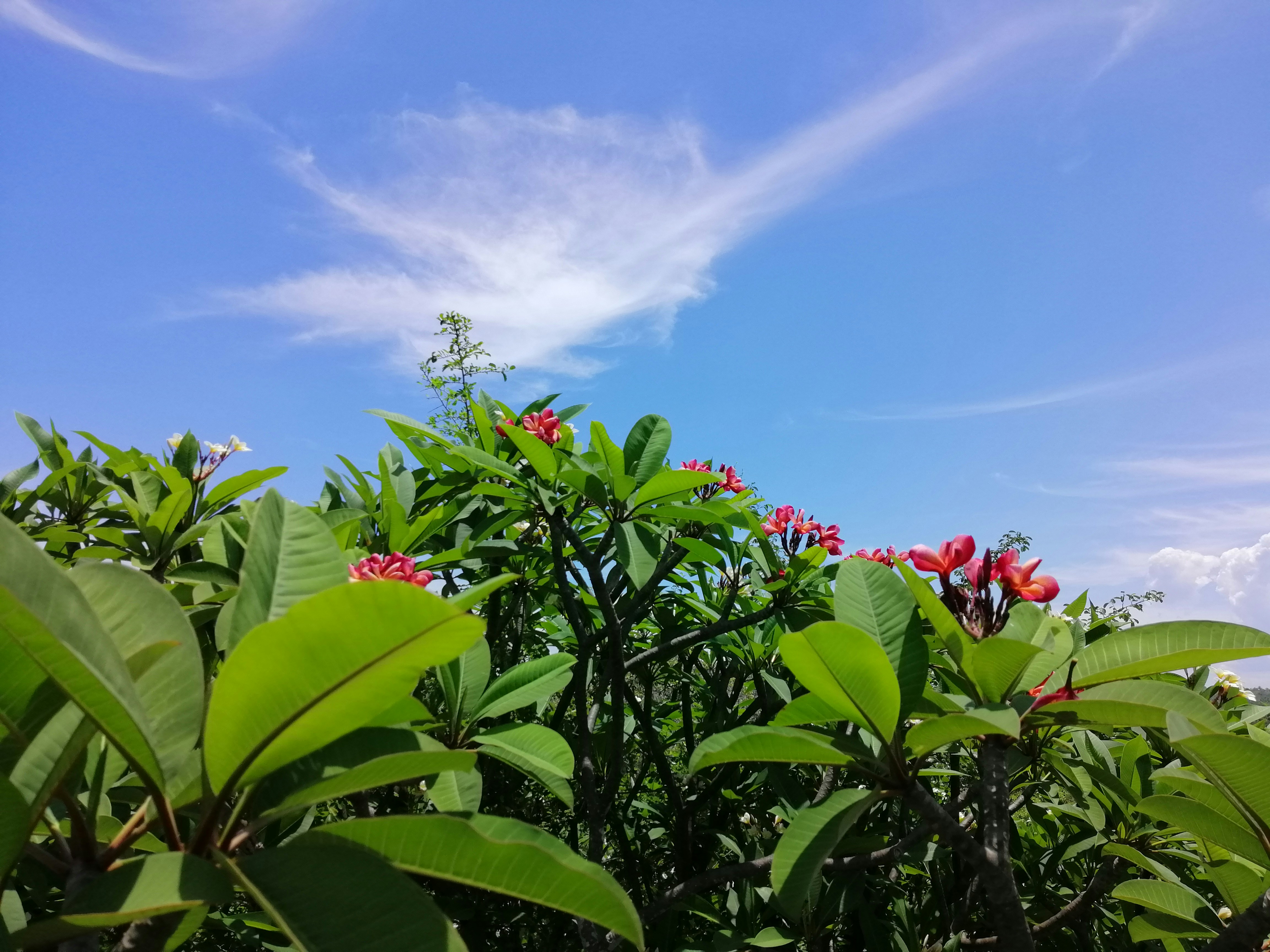 Lush green foliage with bright red blossoms fills the foreground against a clear blue sky.