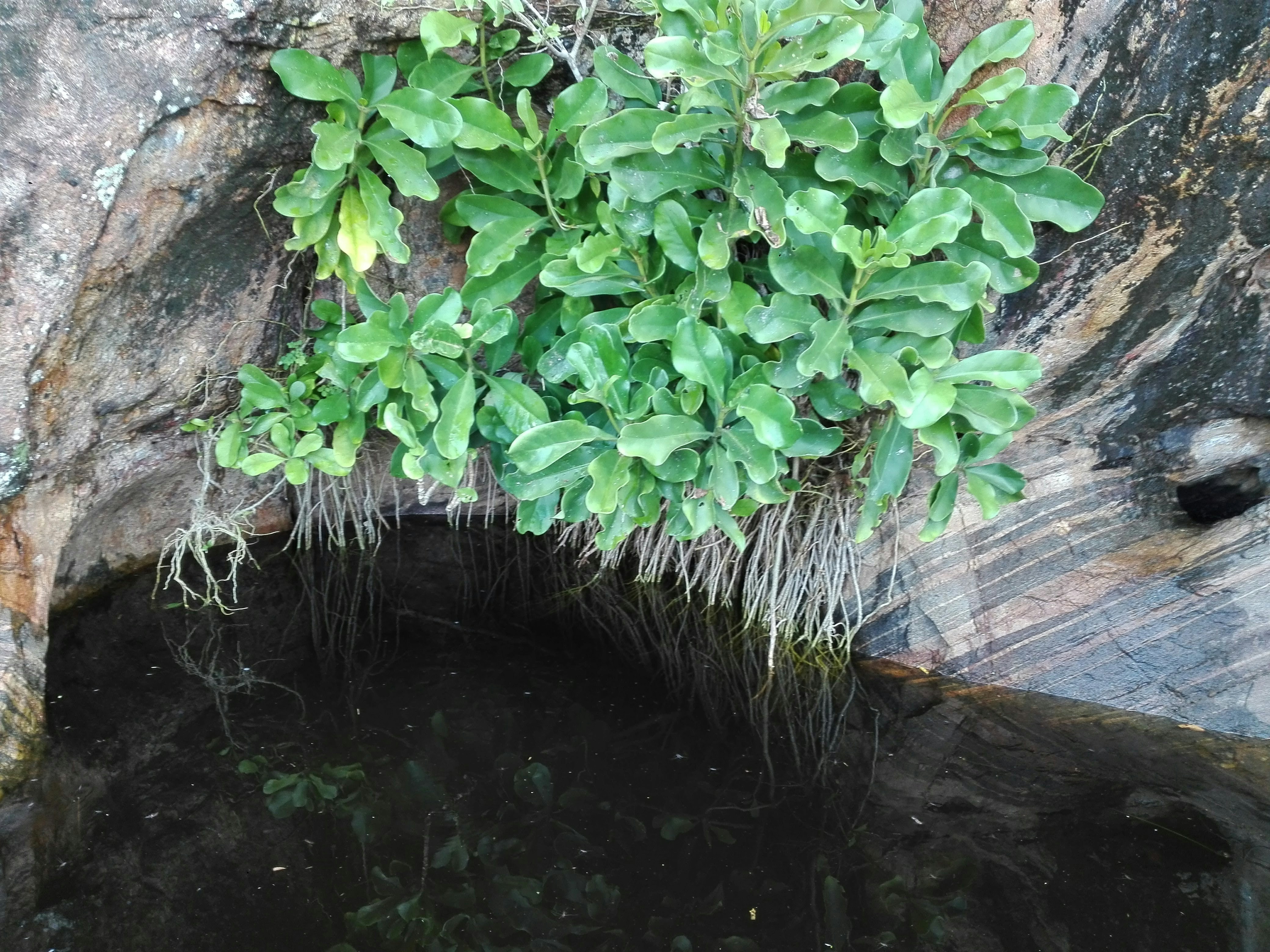 Nature finds a way...!