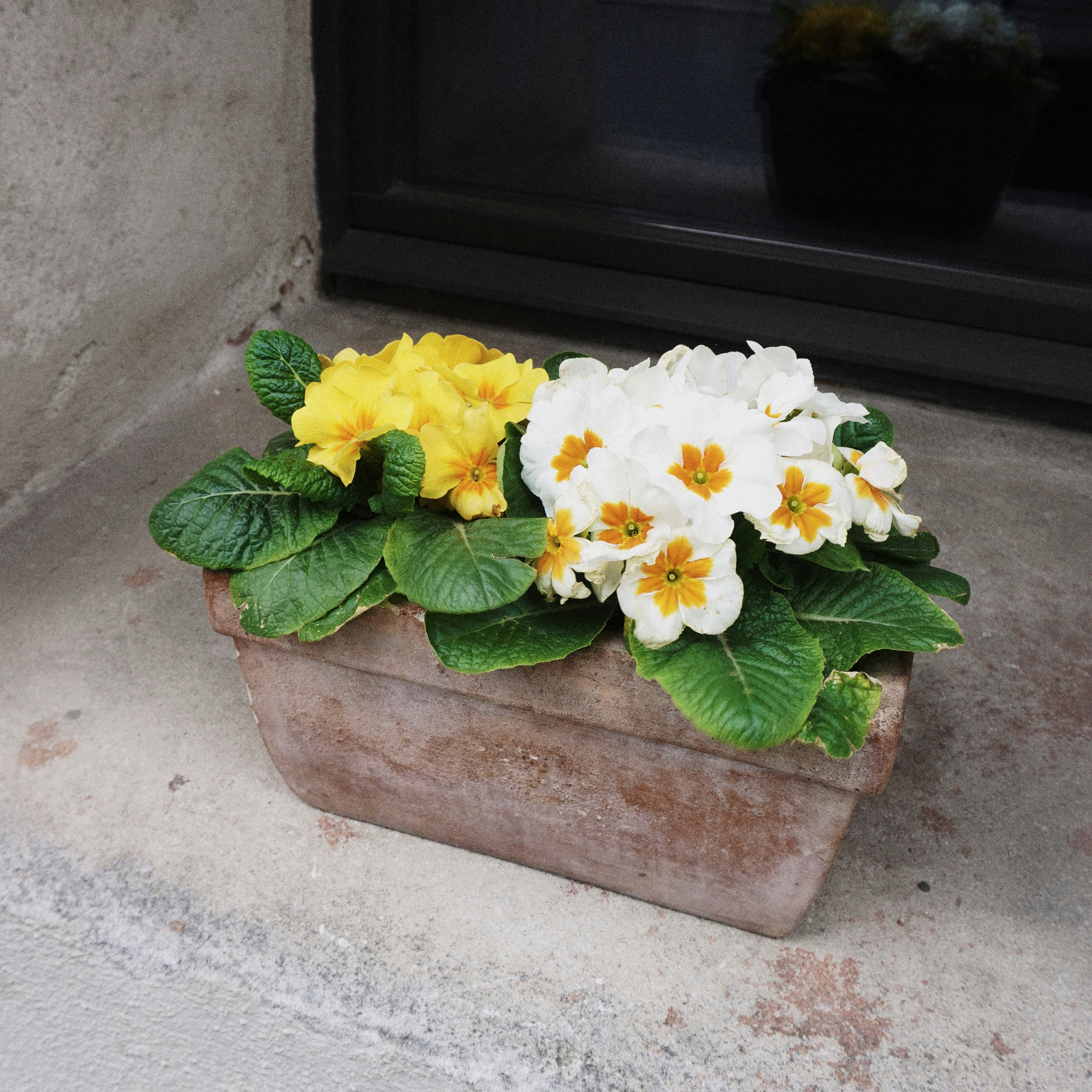 Terracotta Window-Box of Primroses: Yellow and White Blooms on a Concrete Threshold