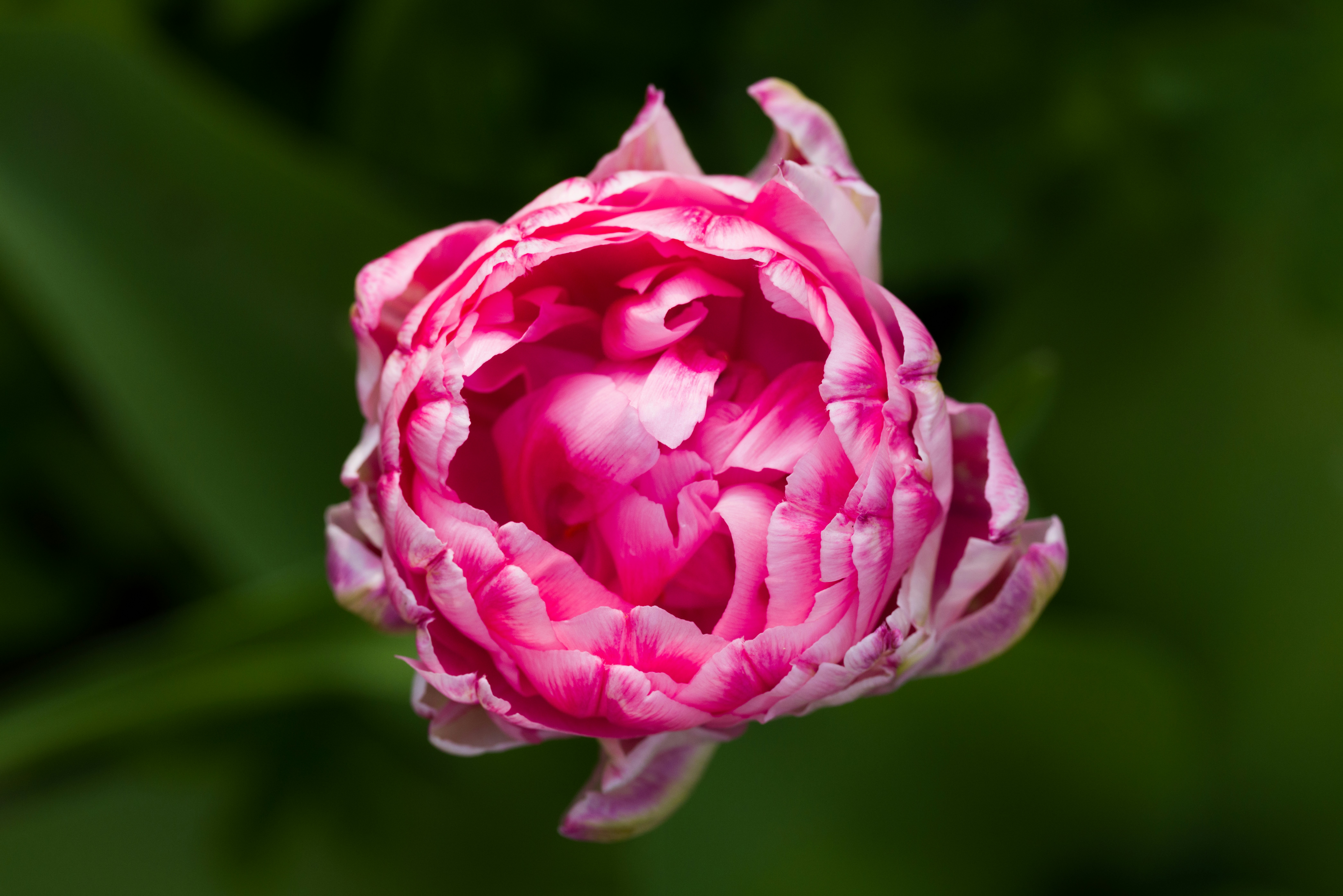 Velvet Petals: a Pink Peony in Quiet Focus