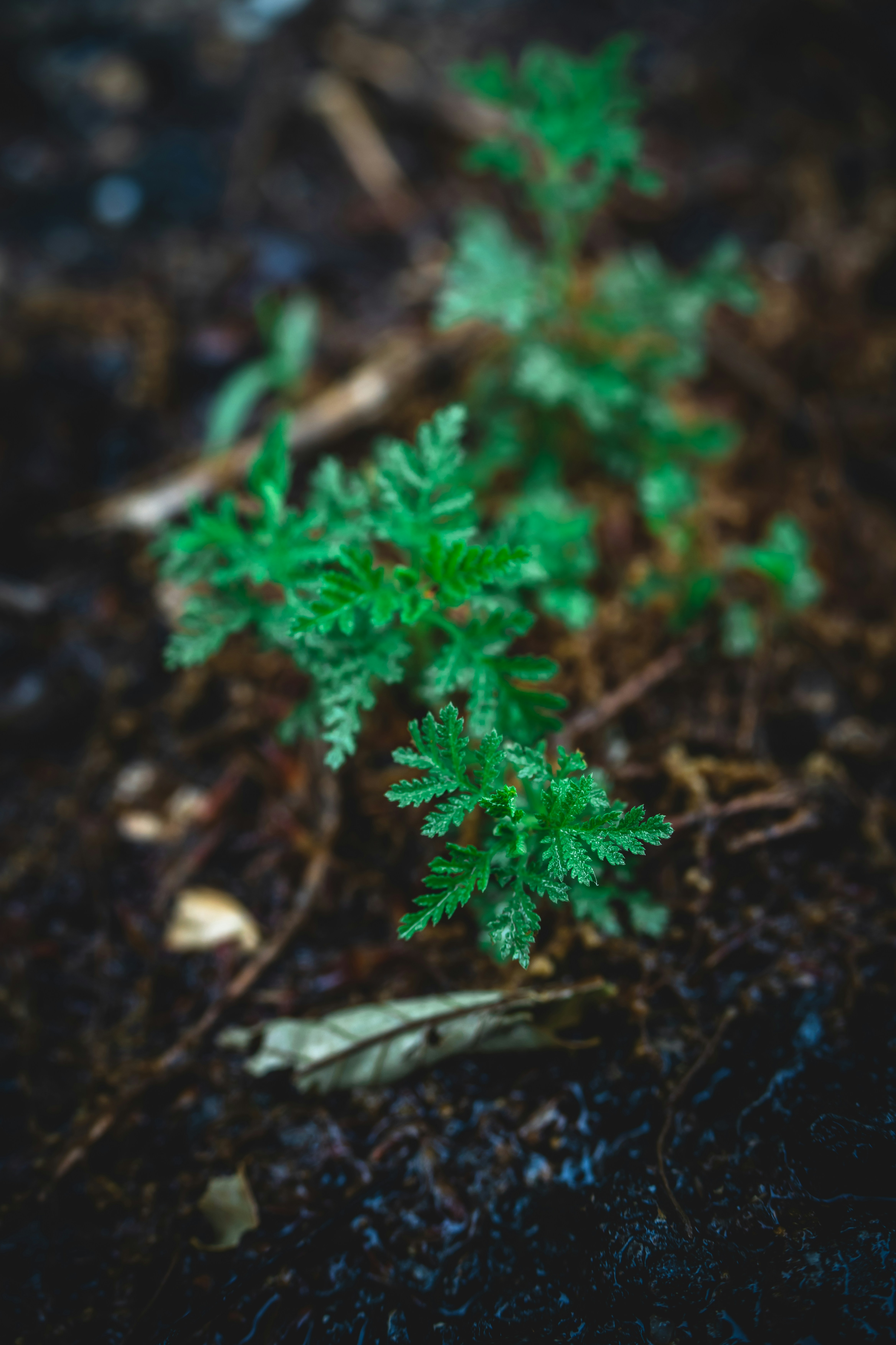 Emerald Fern Sprouts in Forest Floor Spotlight