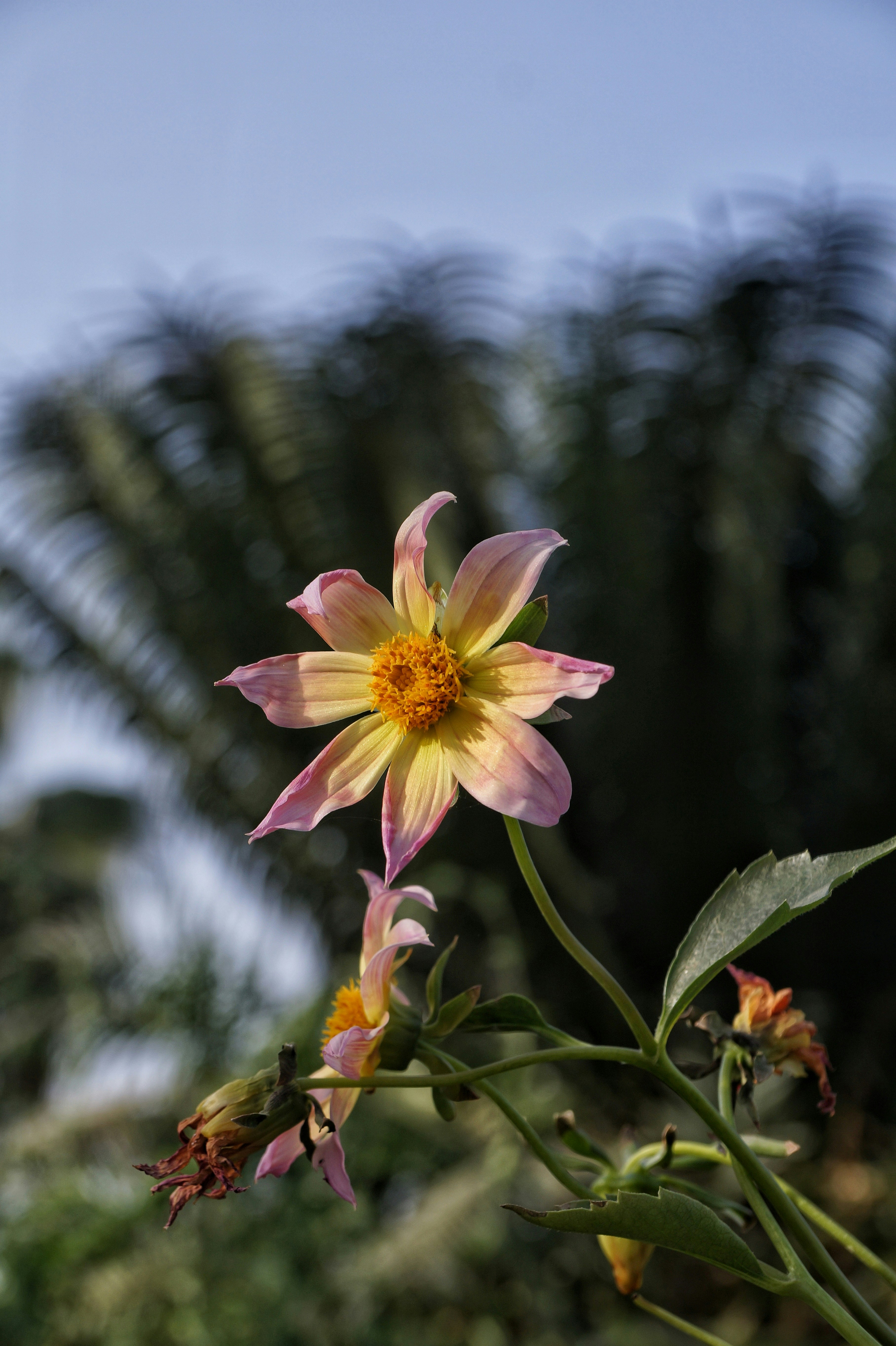 Petals in Focus: A Sunlit Bloom Amid a Blurred Tropical Backdrop