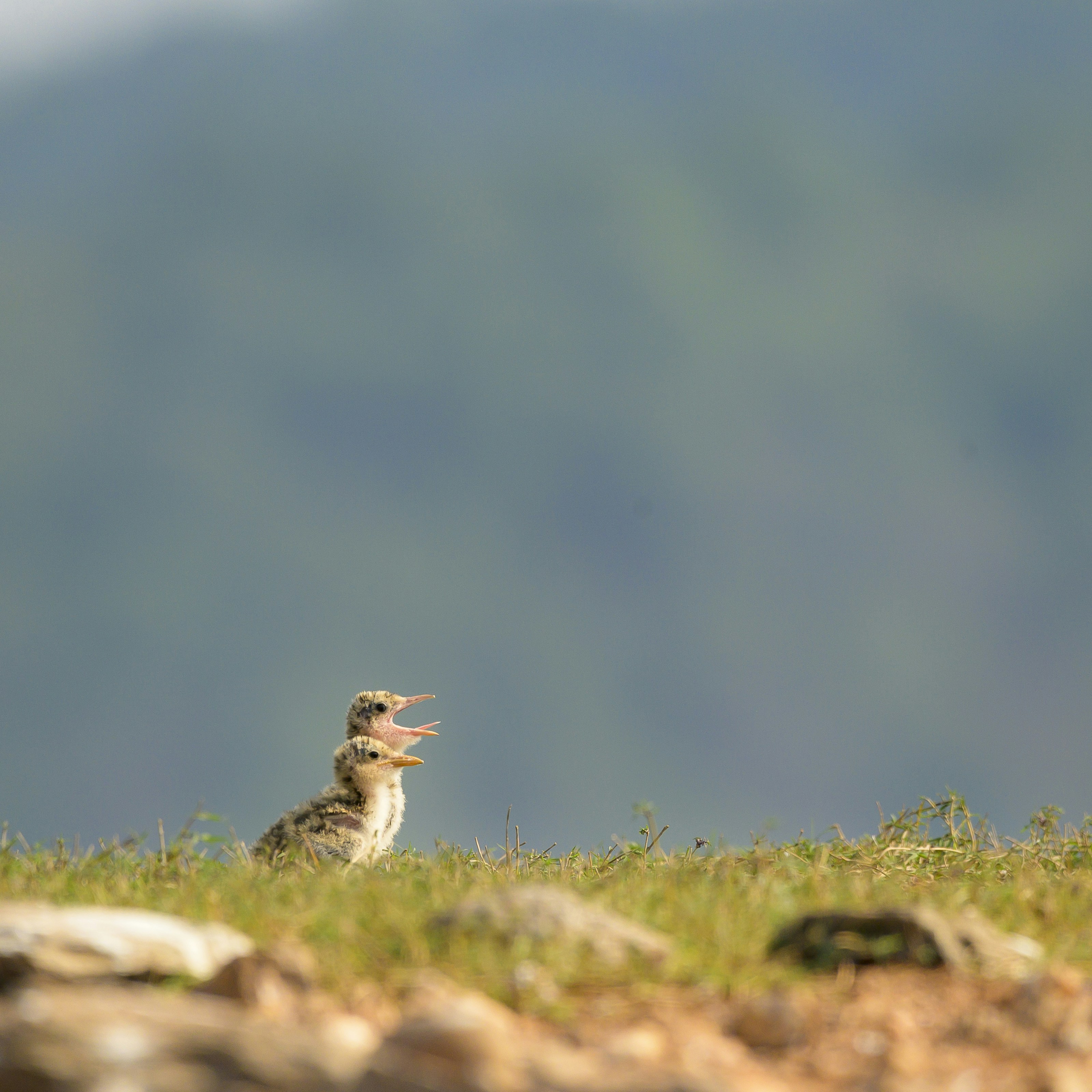 Chirping in the Wild: A Young Bird's Call