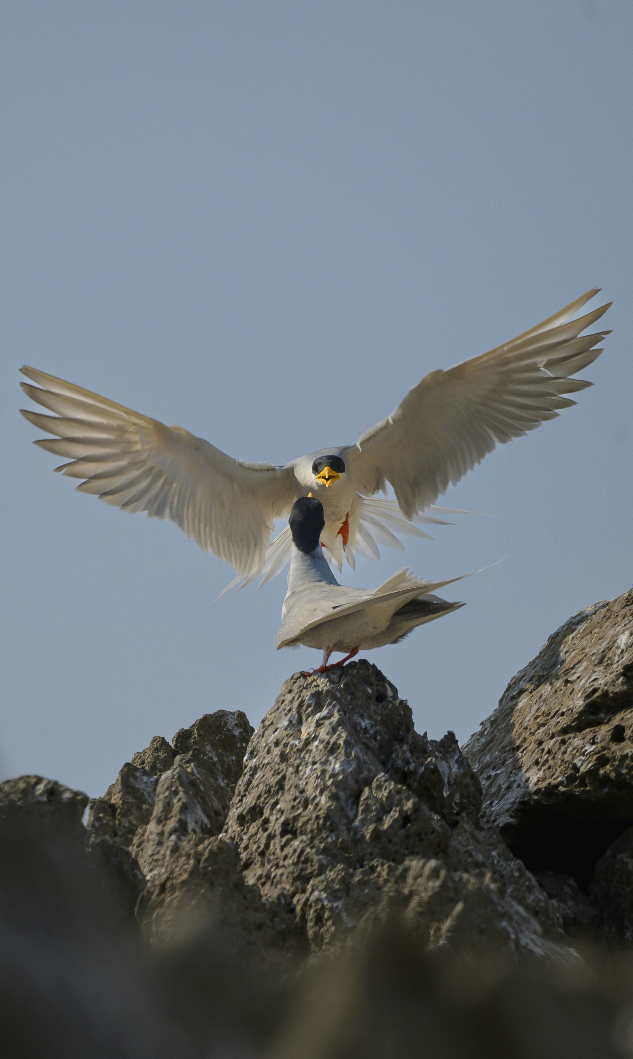 Cliffside Landing: Tern Duo in a Winged Moment