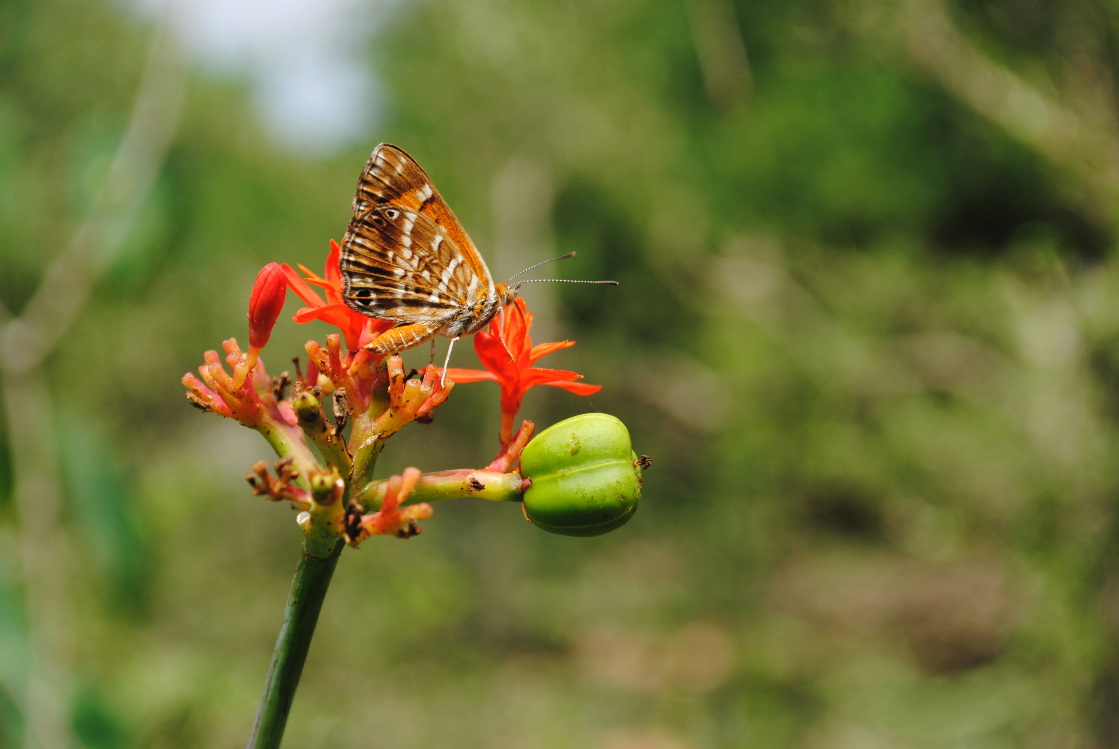 Crimson Bloom and a Delicate Winged Visitor