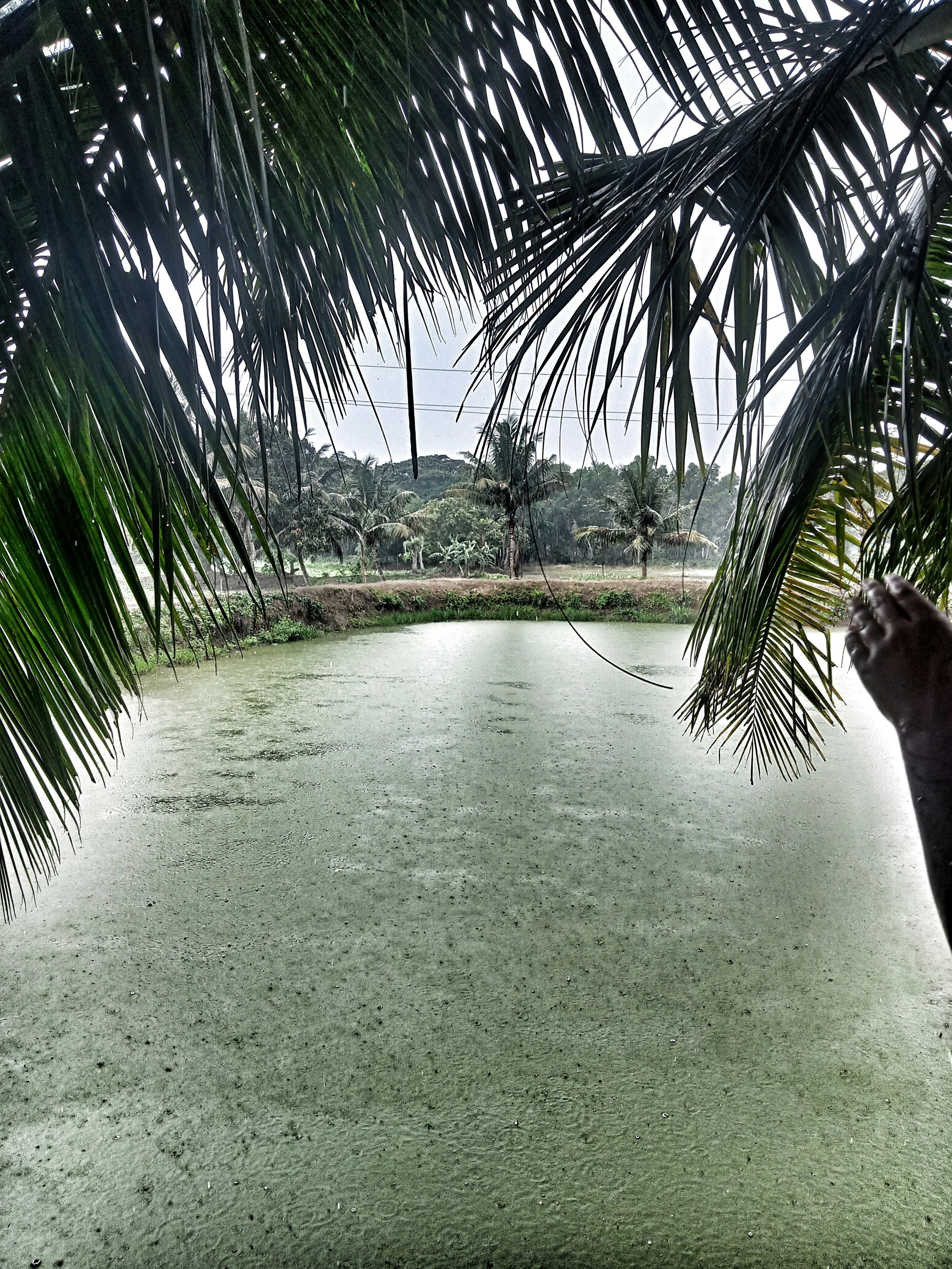 Palm-Framed Verdant Pond: A Quiet Shore Under Fronds