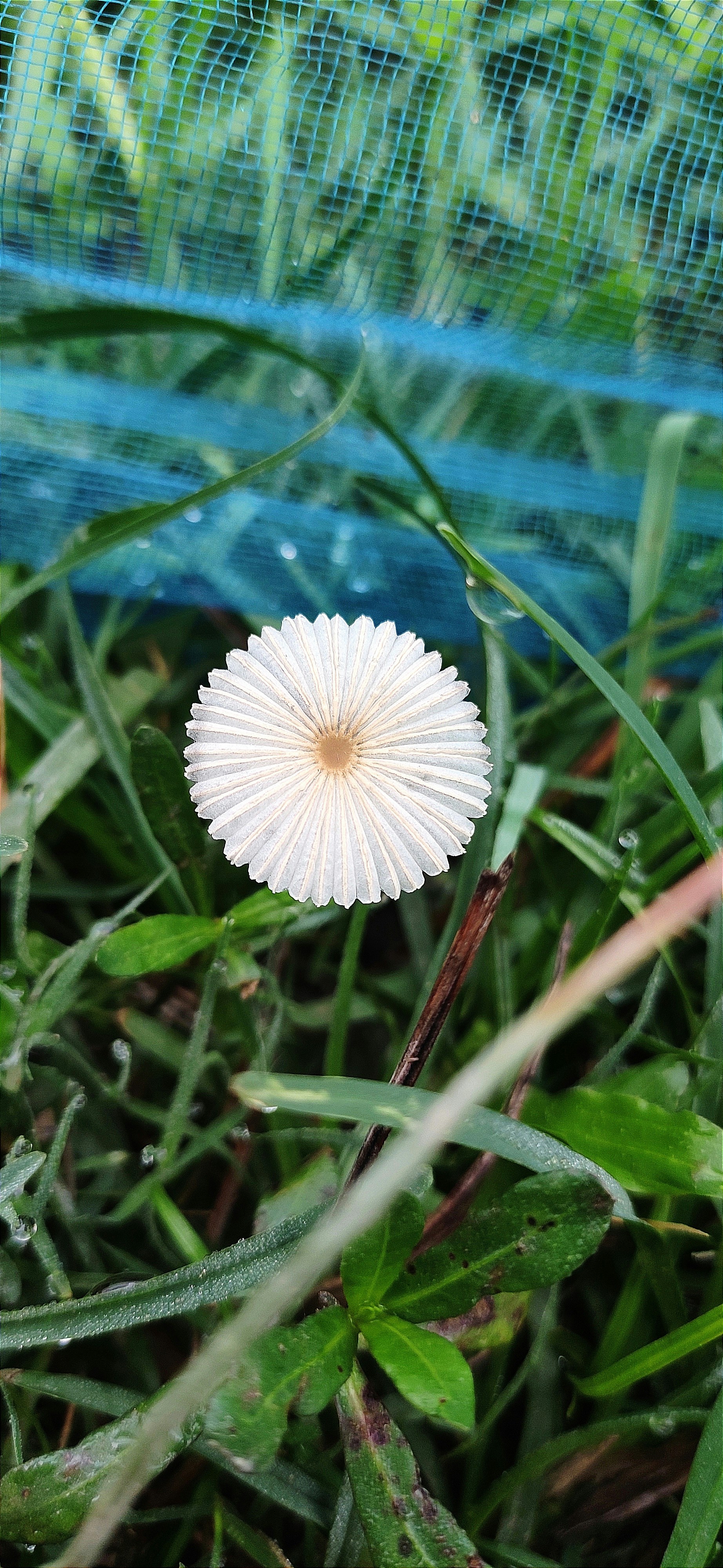 I can't avoid it's beauty ❤️