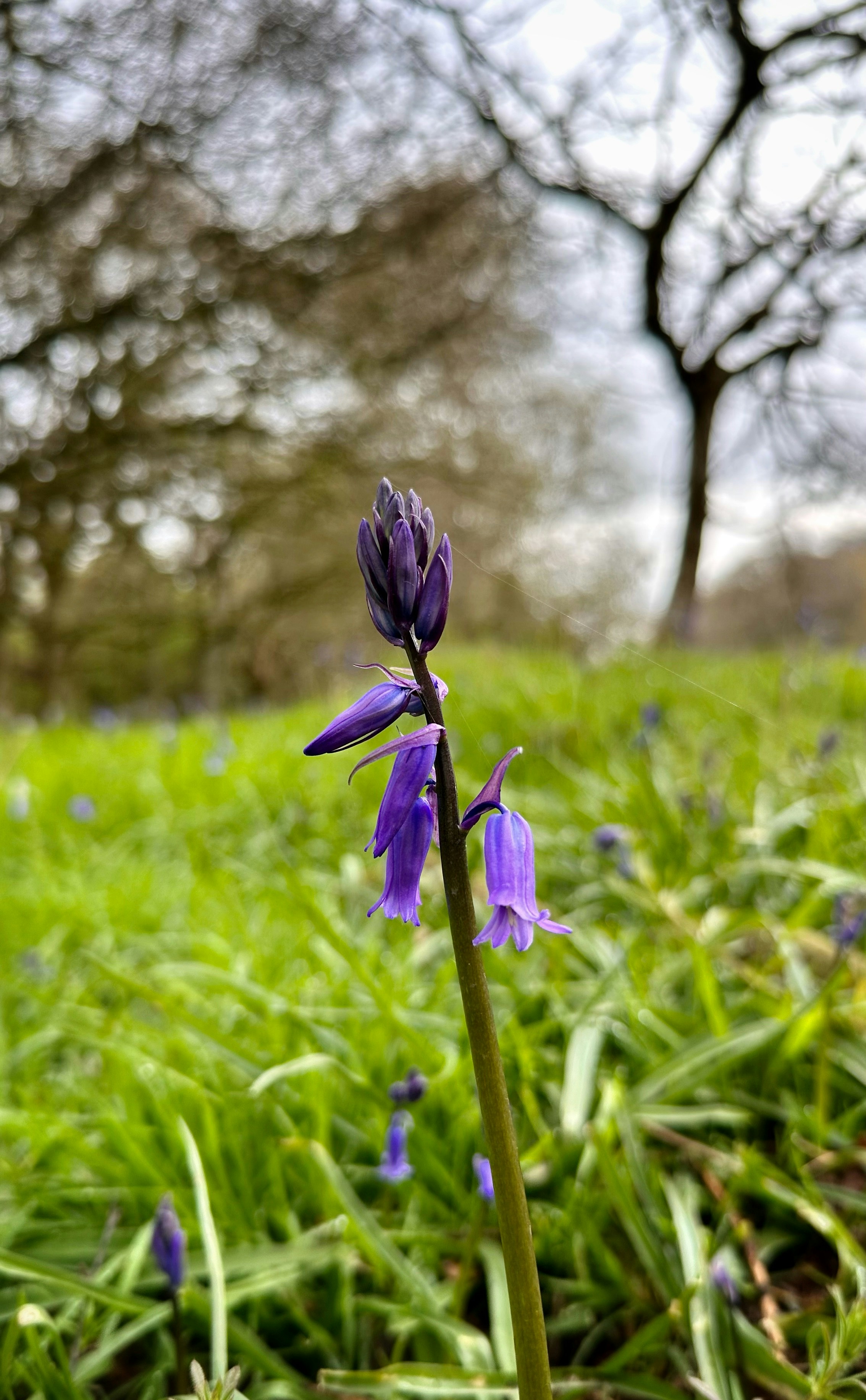 Purple bellflower rises among spring greens with a blurred woodland backdrop