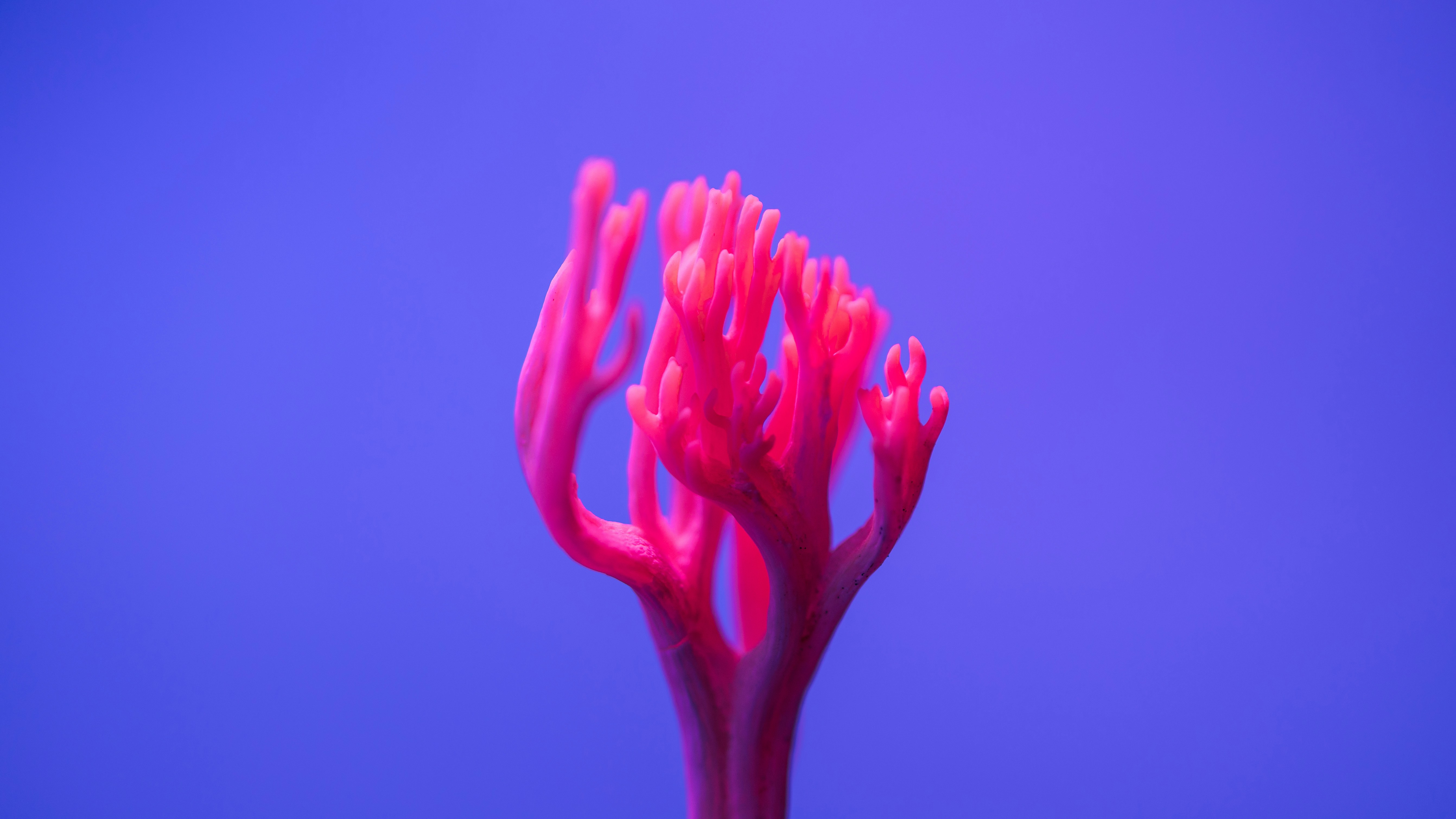 Neon Pink Coral Fronds Rising Against a Velvet Blue Backdrop