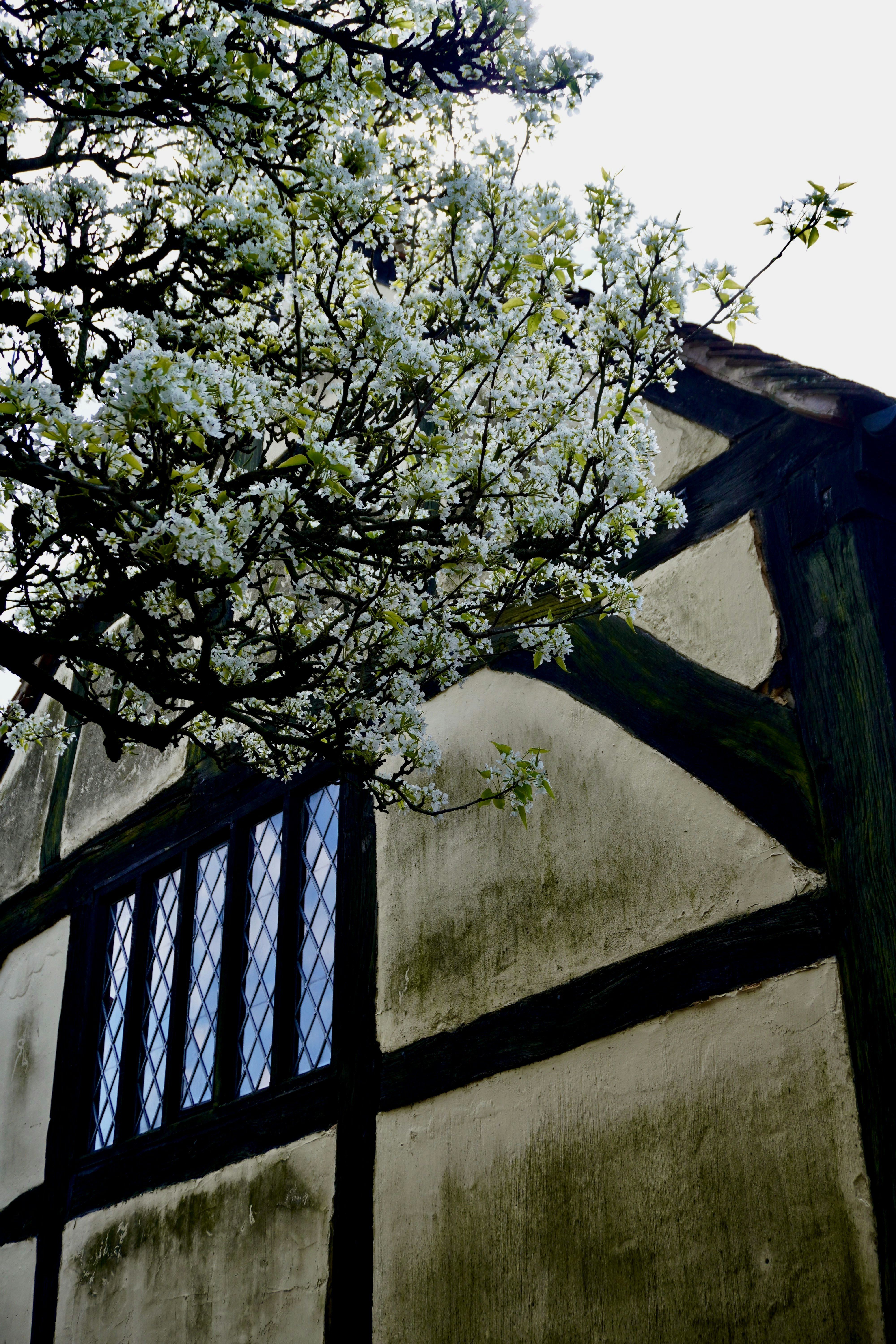 Spring's White Cascade Over a Tudor-Style Timbered Wall