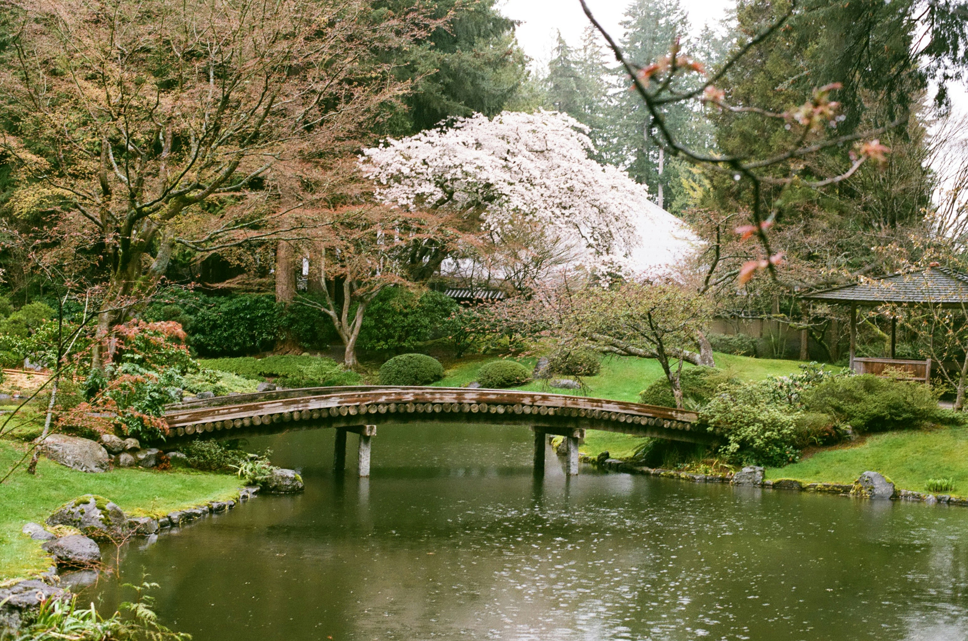 A small bridge over a small pond in a park photo – Free Flower Image on ...