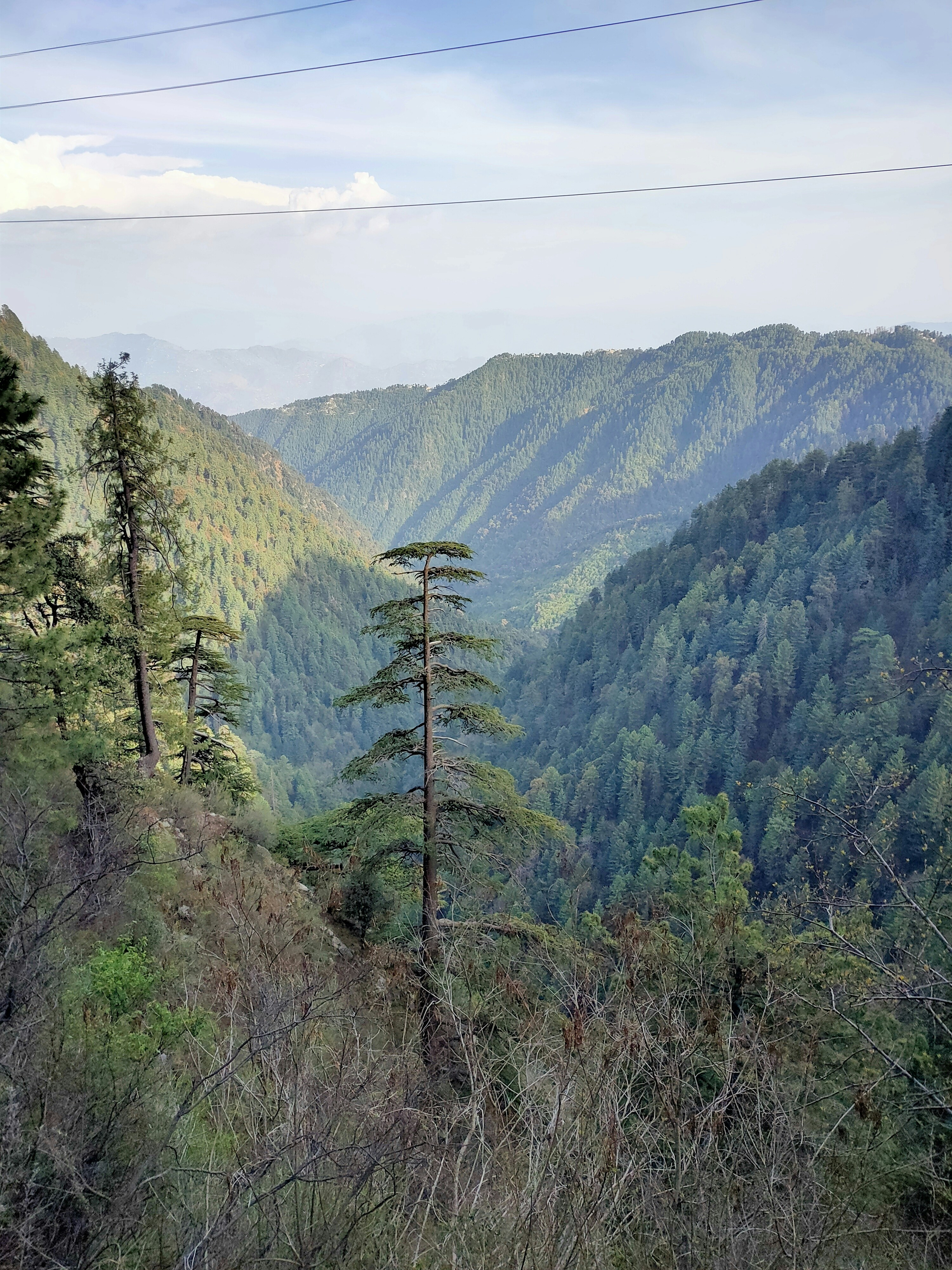 Tall, spindly pine foreground frames layered green valleys and distant ridges under a clear blue sky.