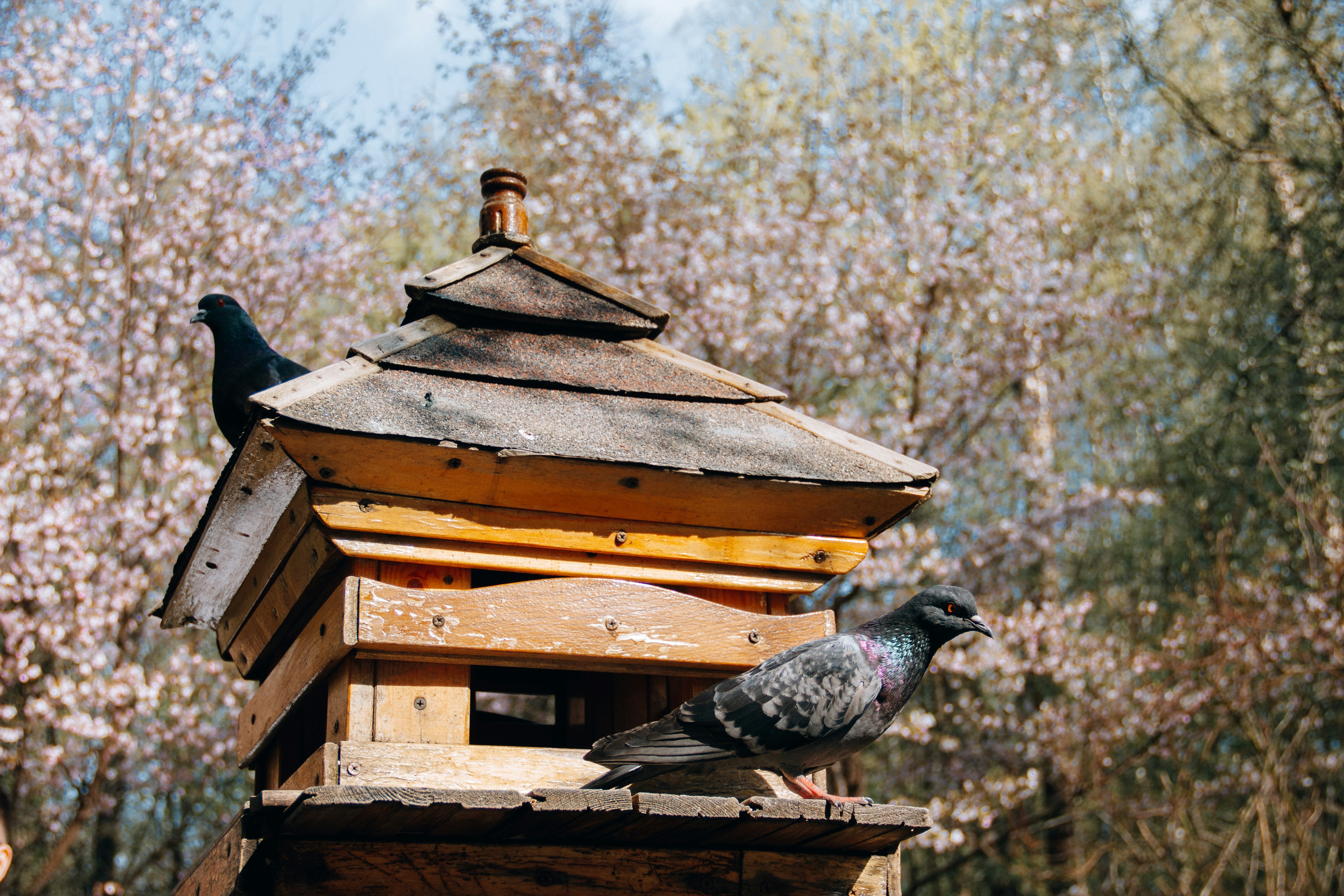  pigeons on a wooden shrine against a flowering backdrop
