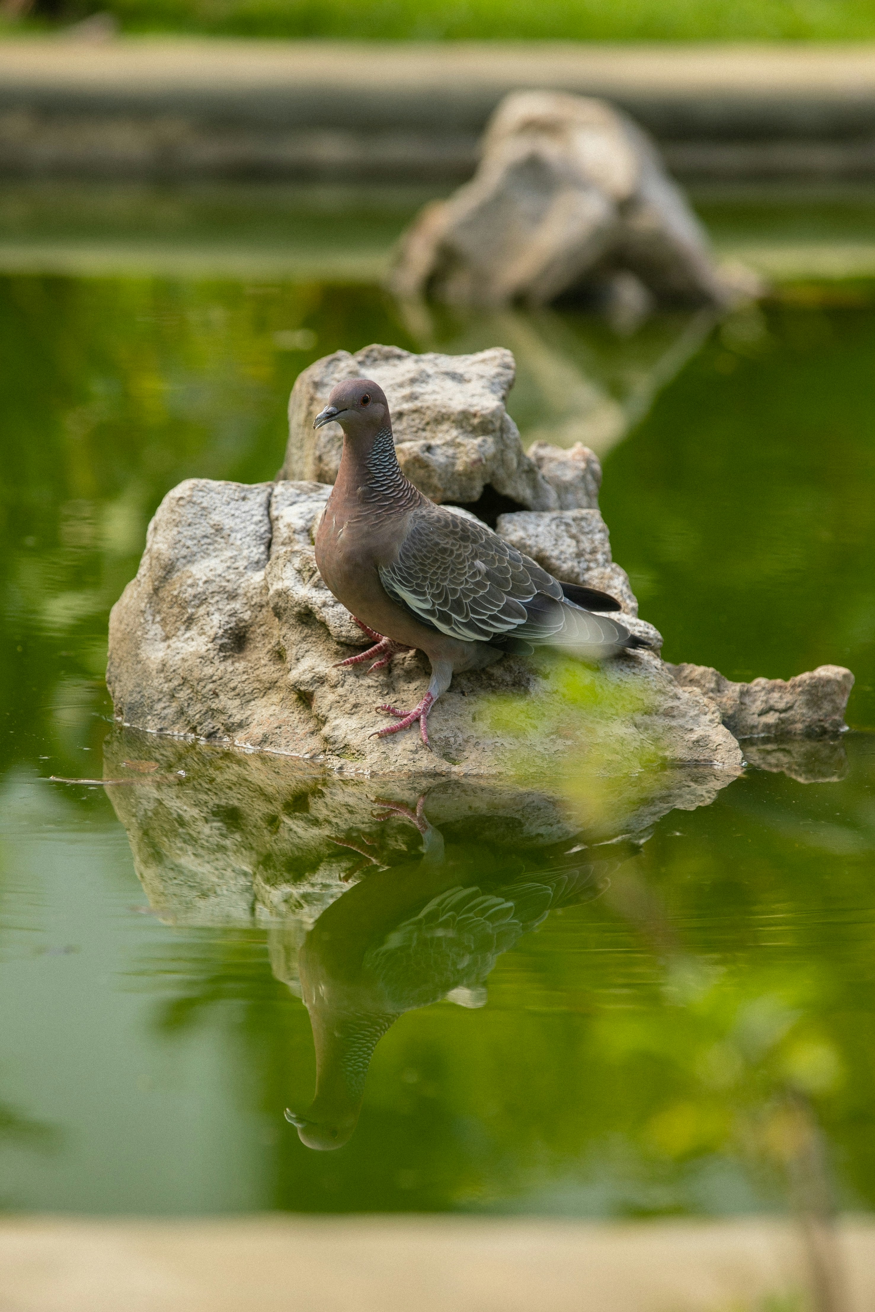 Stone-Perched Pigeon Over a Quiet Pond