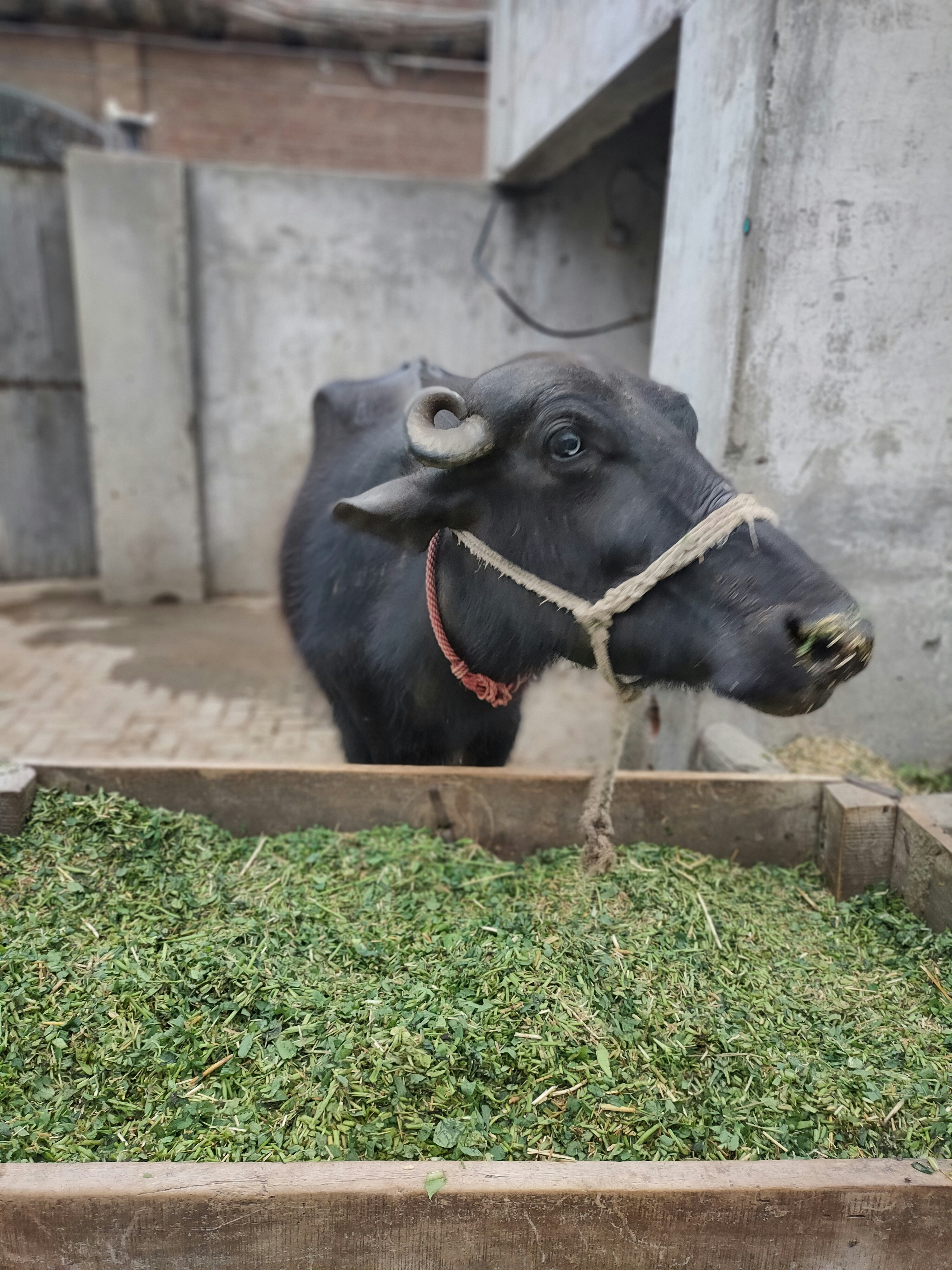 Black ox with rope halter peers toward the camera over a low wooden frame, standing in a small pen with green feed in the foreground and concrete walls in the background.