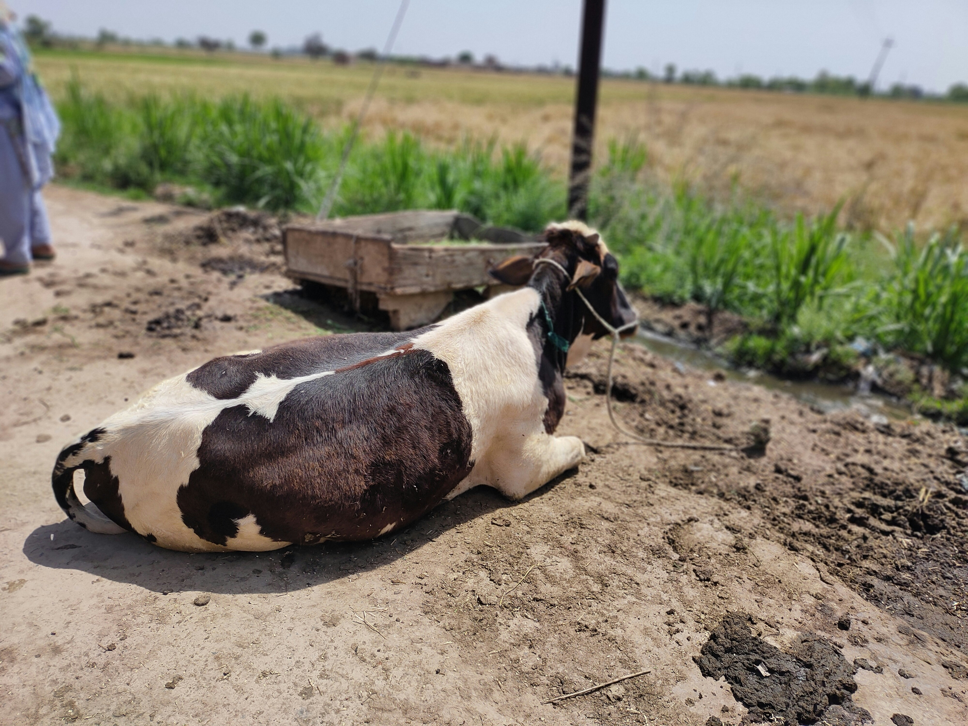 Photo by Zobia Shakar with Realme X50